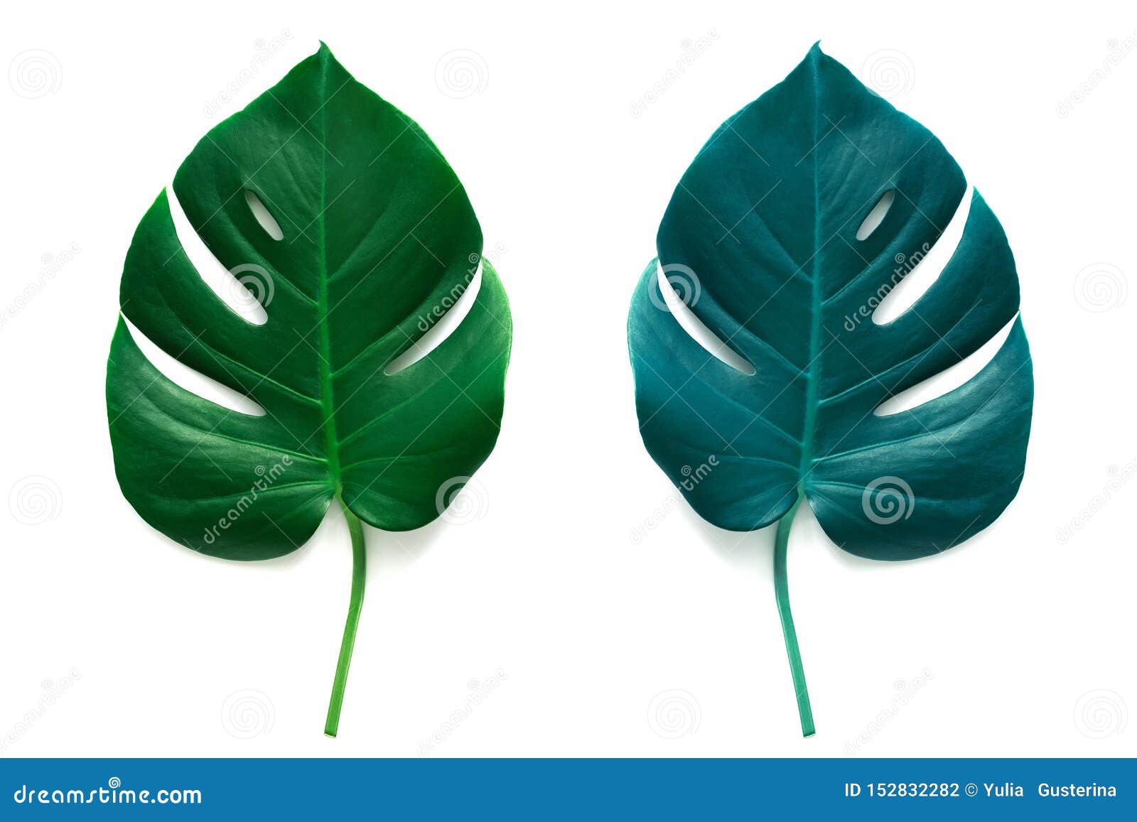 Blue and Green Leaf of Monstera Isolate on White Background. Top View ...