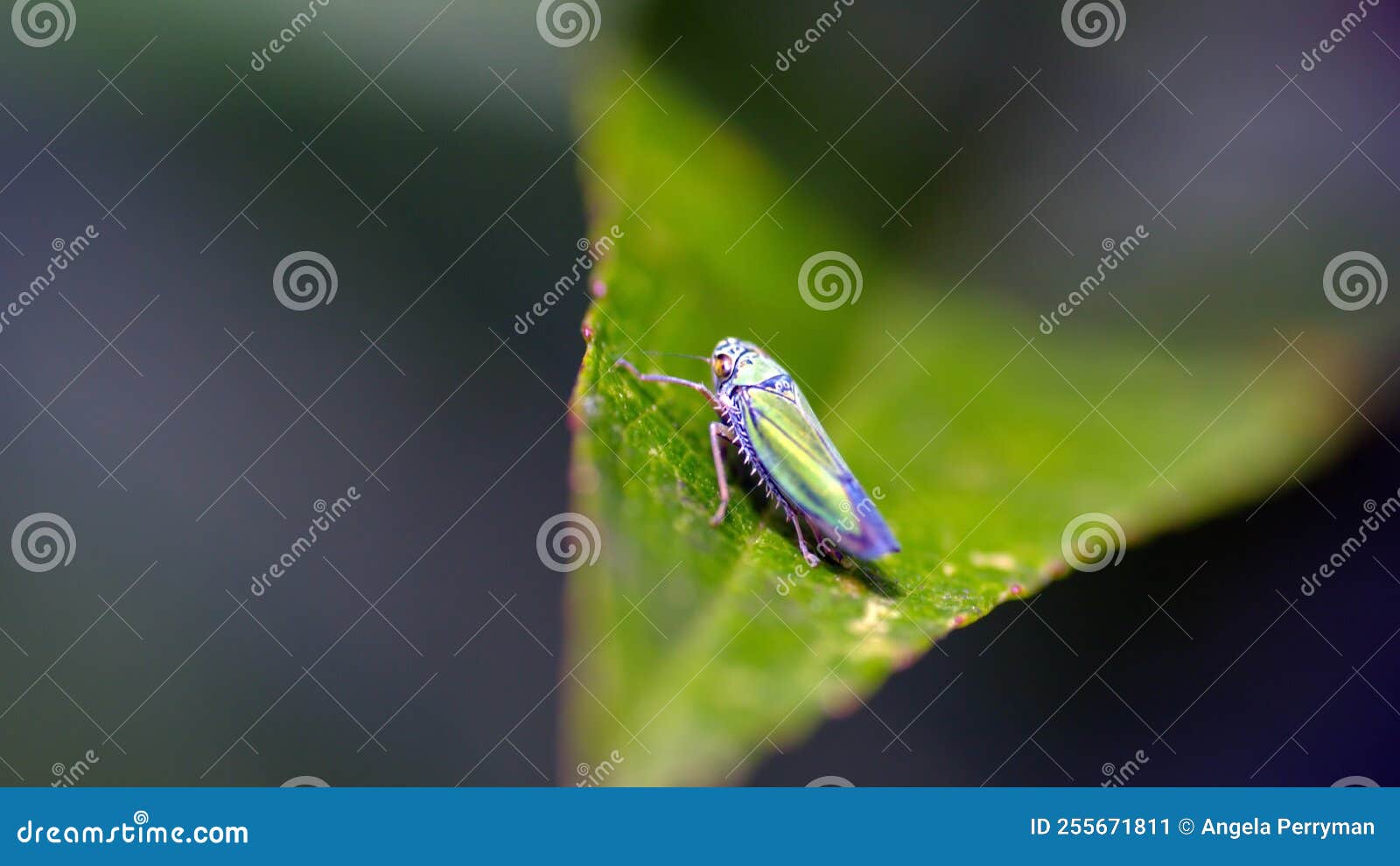Leafhopper on a leaf stock image. Image of hopper, blue - 255671811