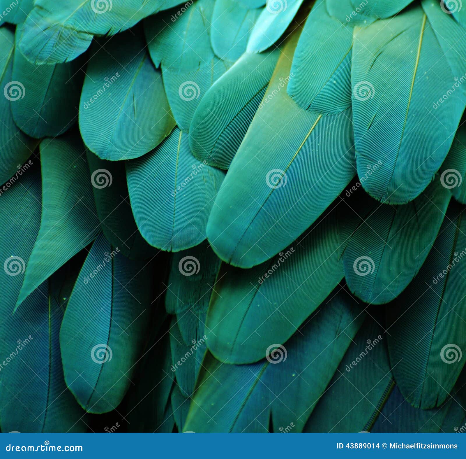 Red-and-green Macaw, Standing On Fish Bowl Royalty-Free Stock ...