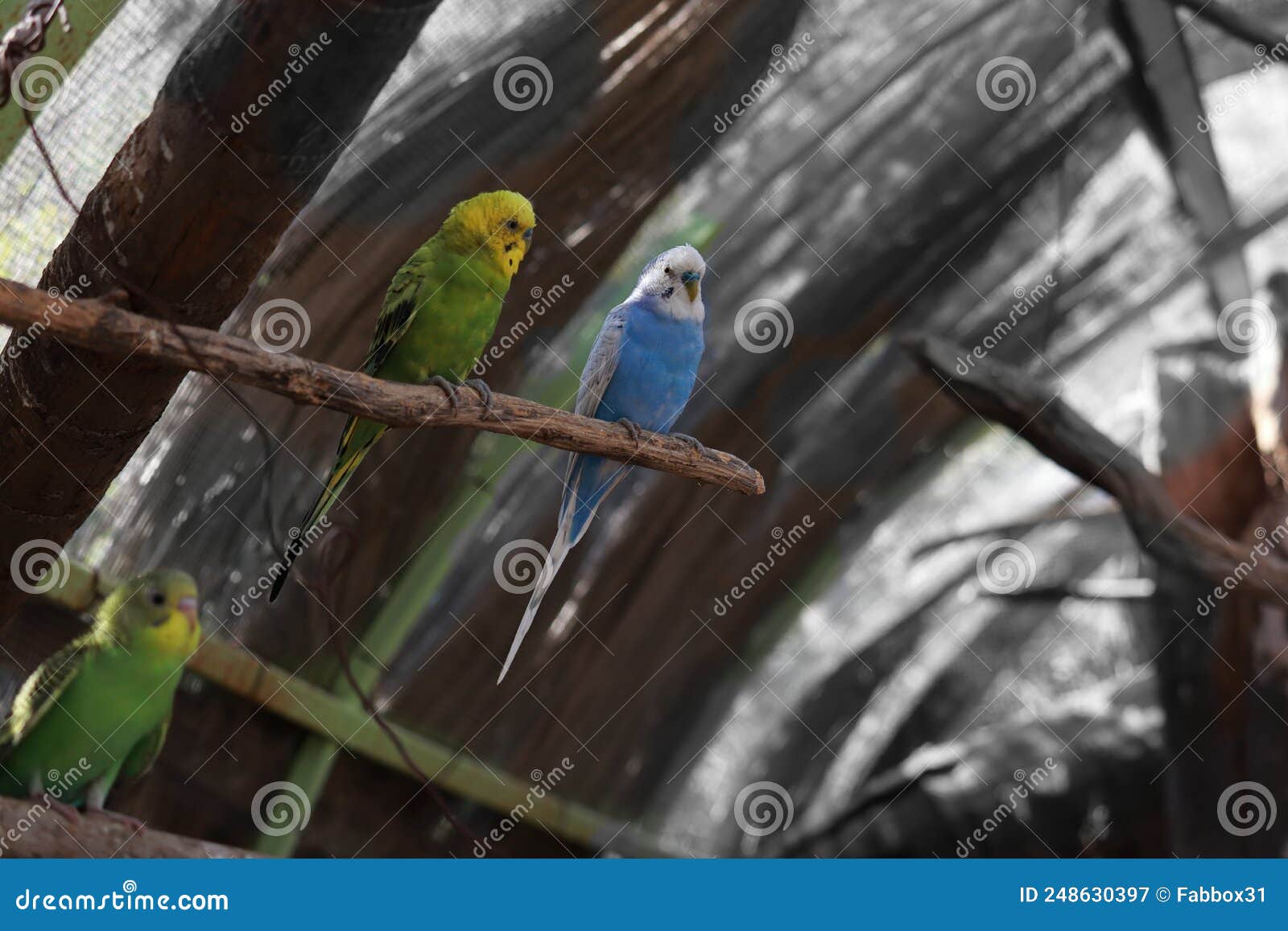 Blue and Green Parakeet on a Branch.. Stock Image - Image of bird ...