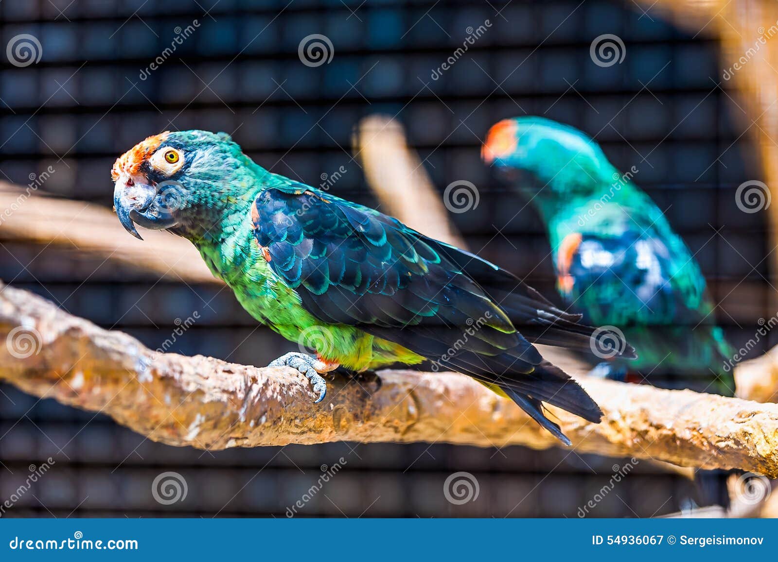 Blue and green parrot stock image. Image of wooden, color - 54936067