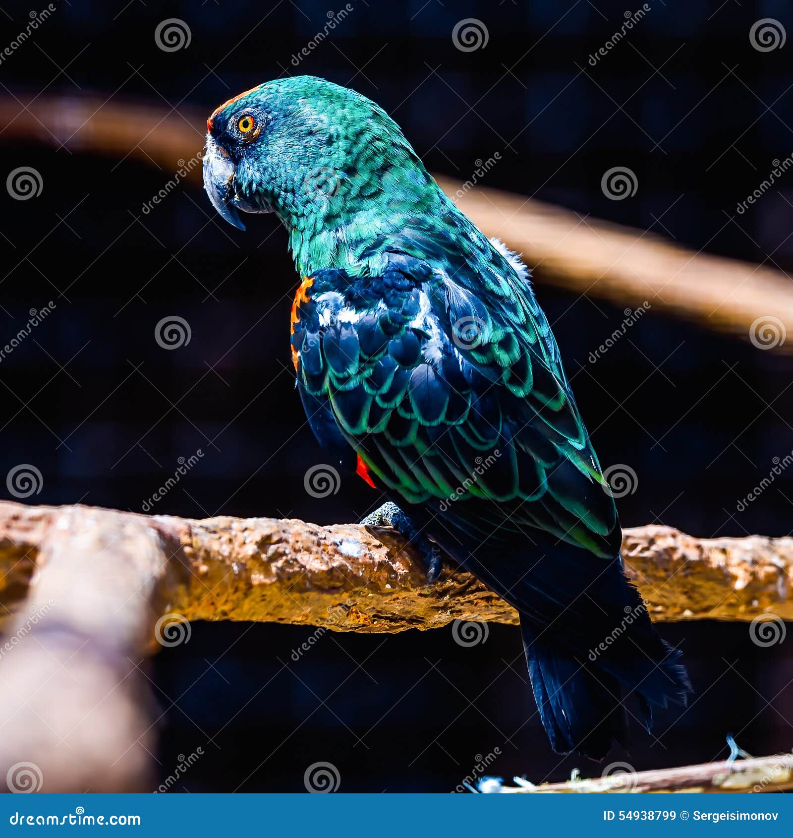 Blue and green parrot stock image. Image of life, wood - 54938799