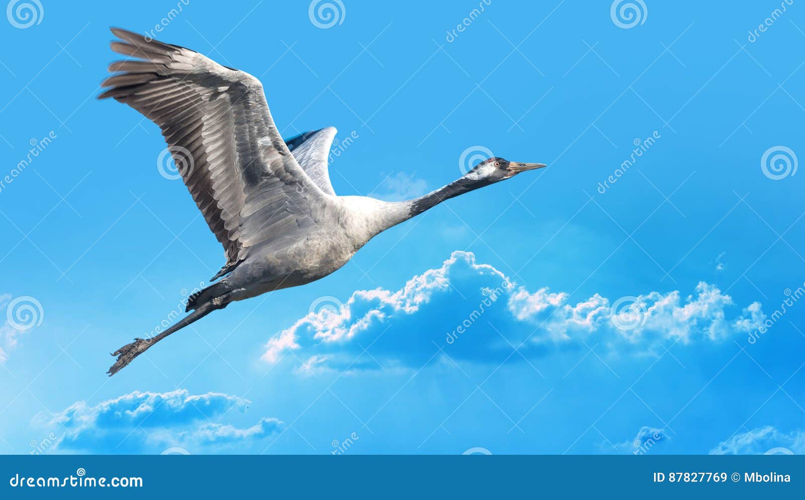 Blue-grey Bird Flying Against Blue Sky Stock Image - Image of ...