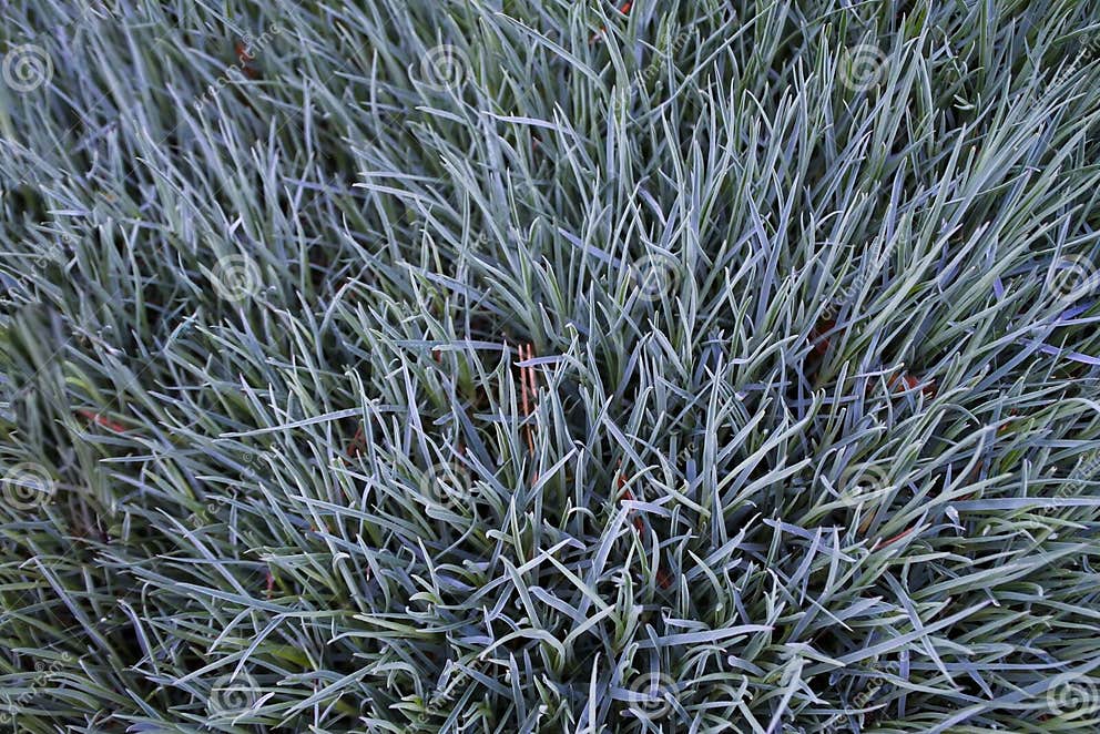 Blue and grey grass stock image. Image of nature, roots - 91579093