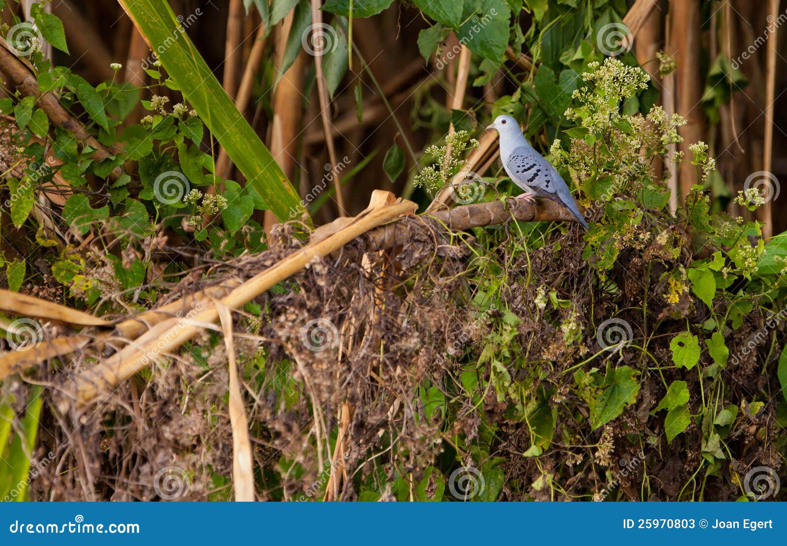 Blue Ground-dove stock image. Image of forest, creature - 25970803