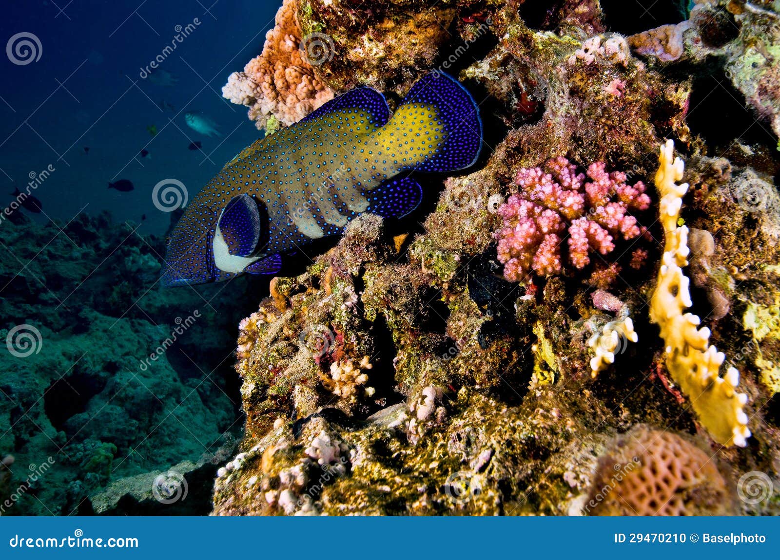 Blue Grouper Fish with Colored Corals Stock Photo - Image of colourful ...