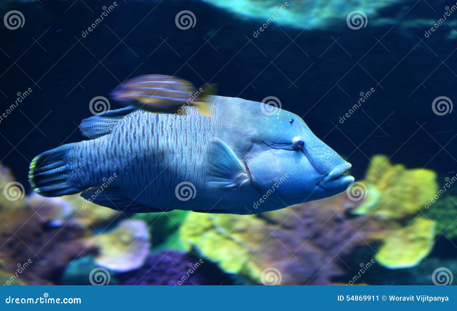 Blue Grouper Fish stock image. Image of salt, blue, ocean - 54869911
