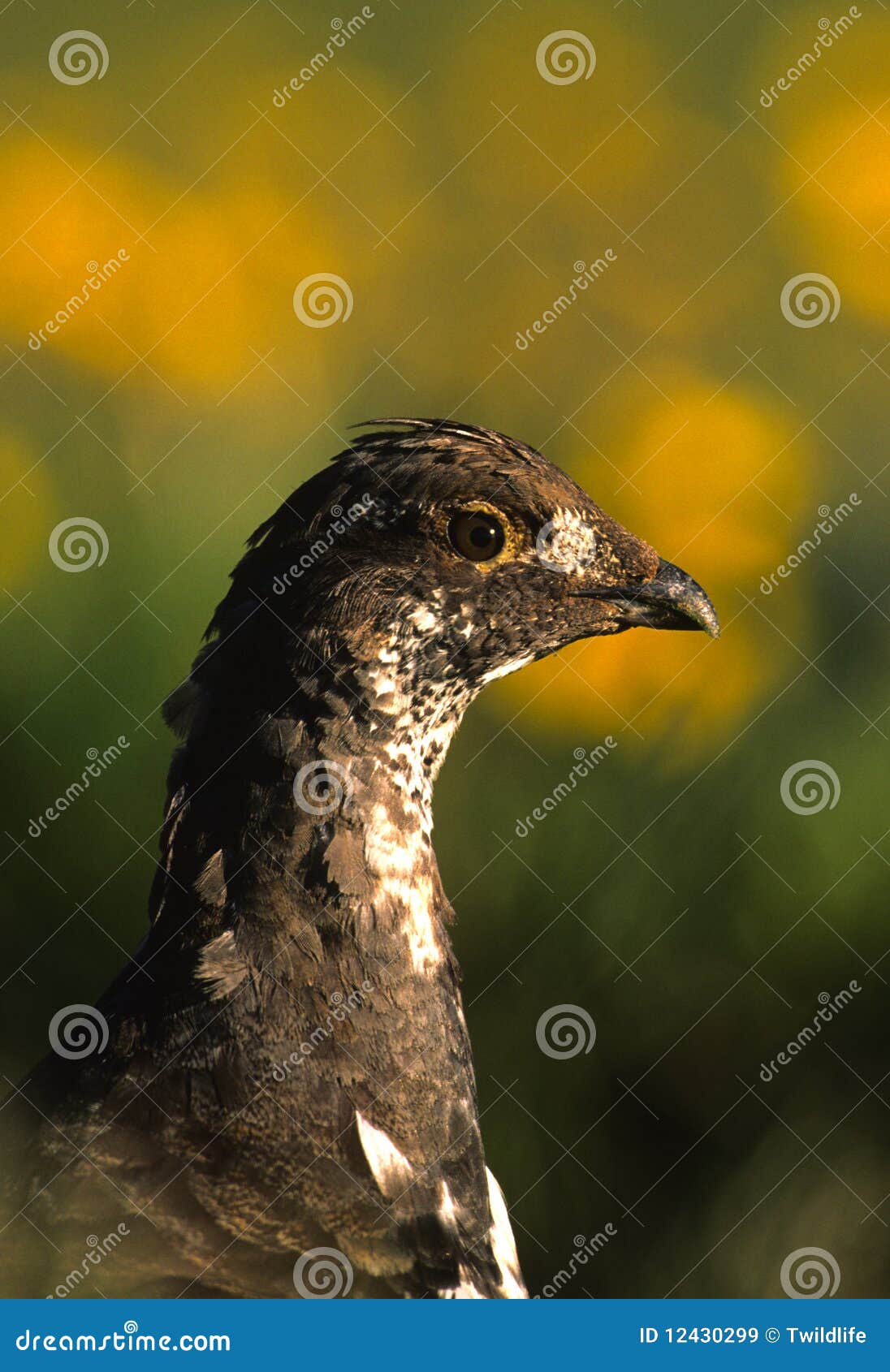 Blue Grouse Close Up stock image. Image of outdoors, bird - 12430299