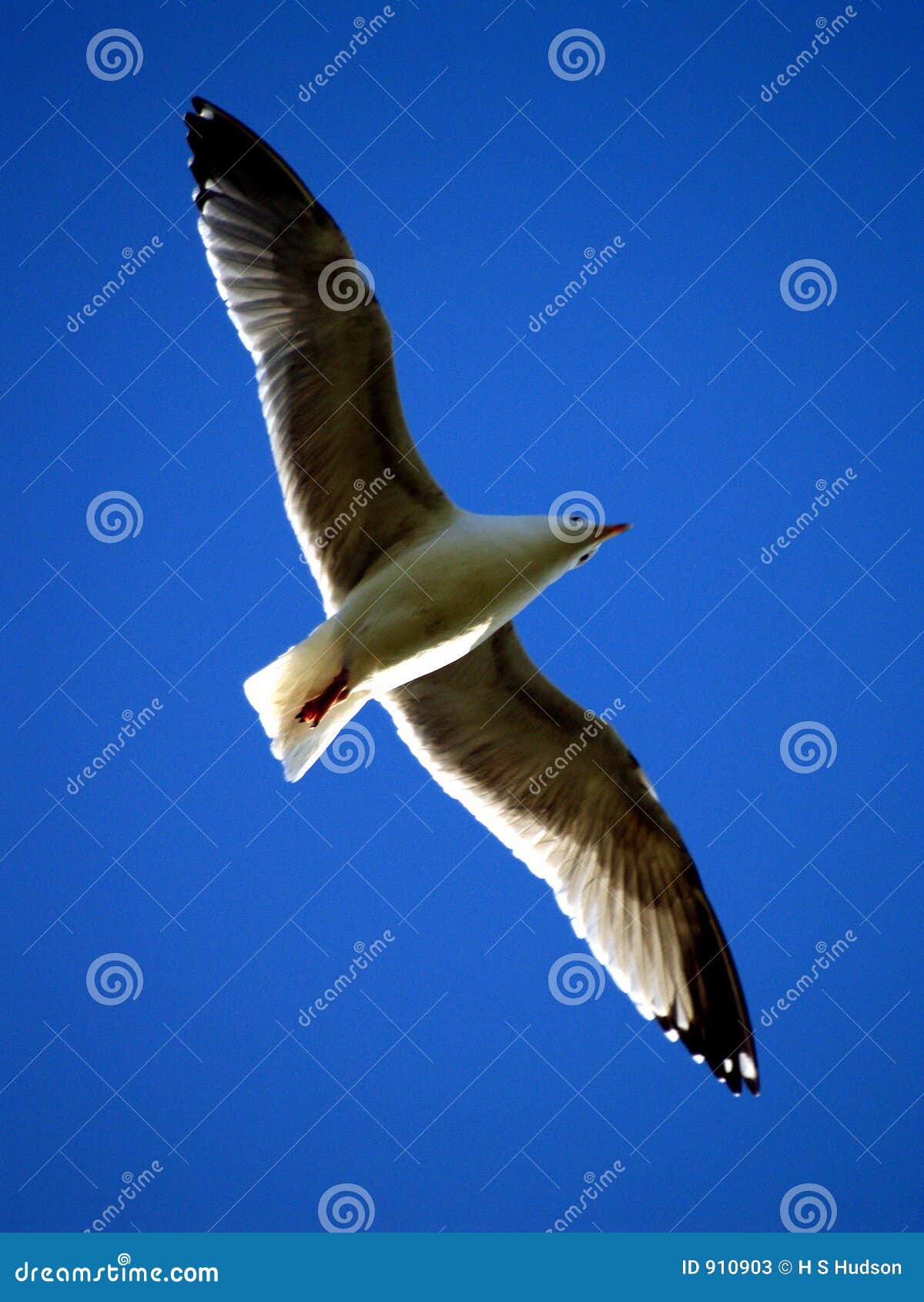 Blue Gull stock image. Image of wild, birds, seagulls, seagull - 910903