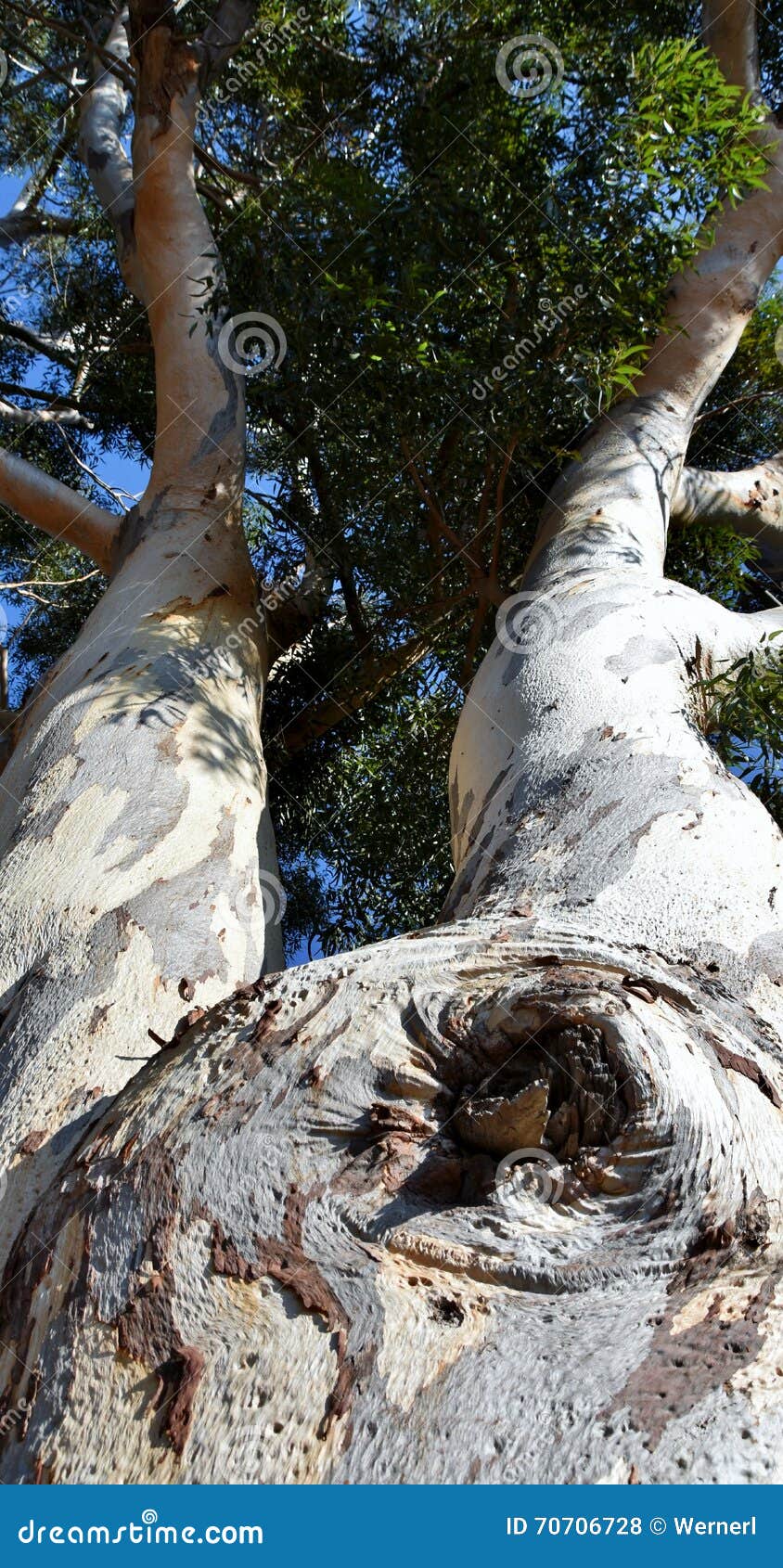 Blue gum Tree stock photo. Image of details, stem, close - 70706728