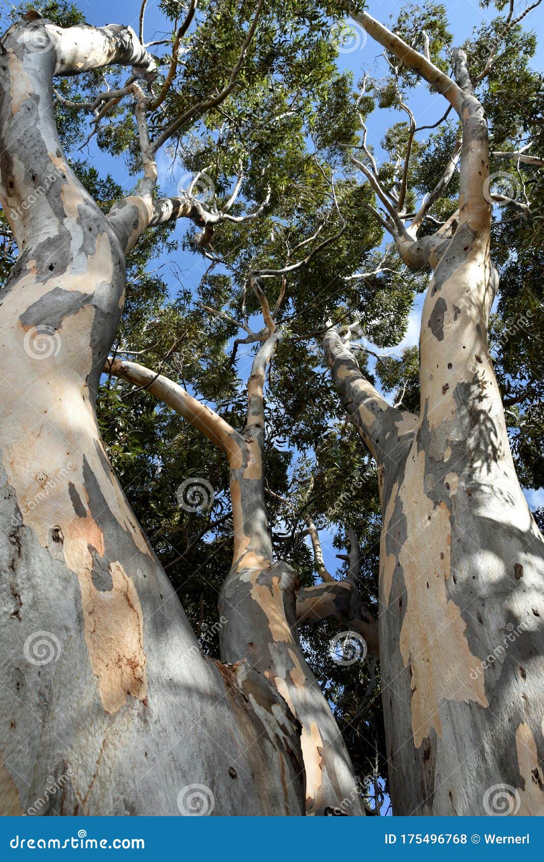 Blue gum trees stock photo. Image of leaves, together - 175496768