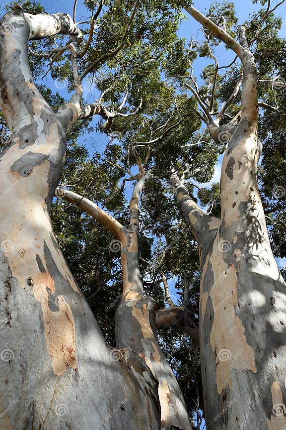 Blue gum trees stock photo. Image of leaves, together - 175496768