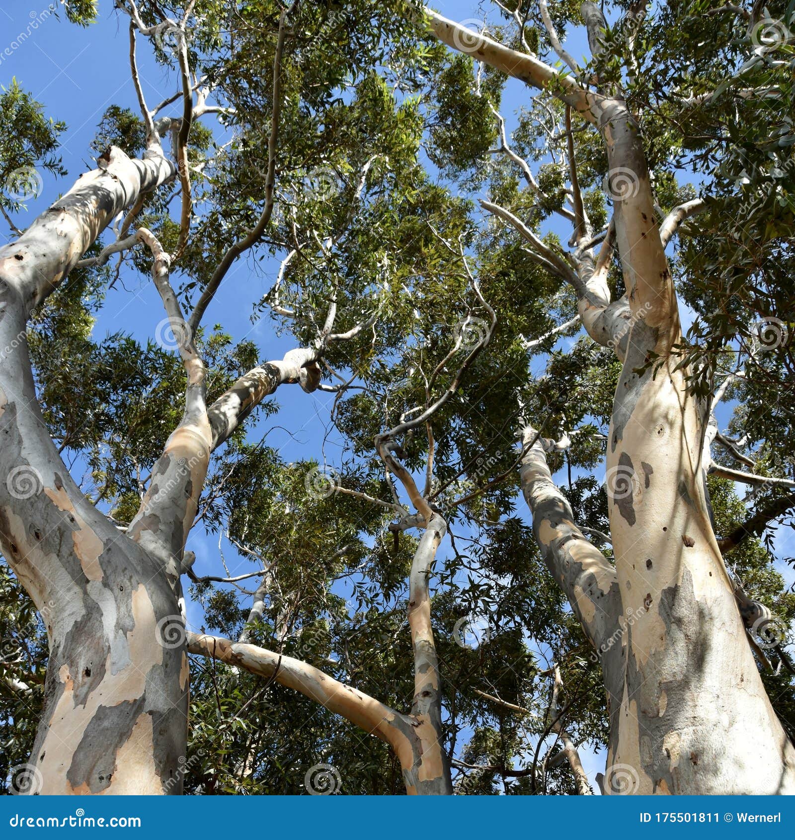 Blue gum trees stock image. Image of bark, branches - 175501811