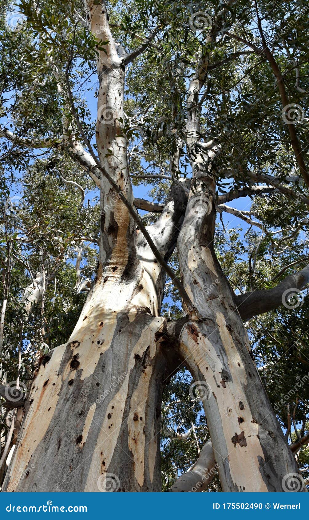 Blue gum trees stock photo. Image of leaves, perspective - 175502490