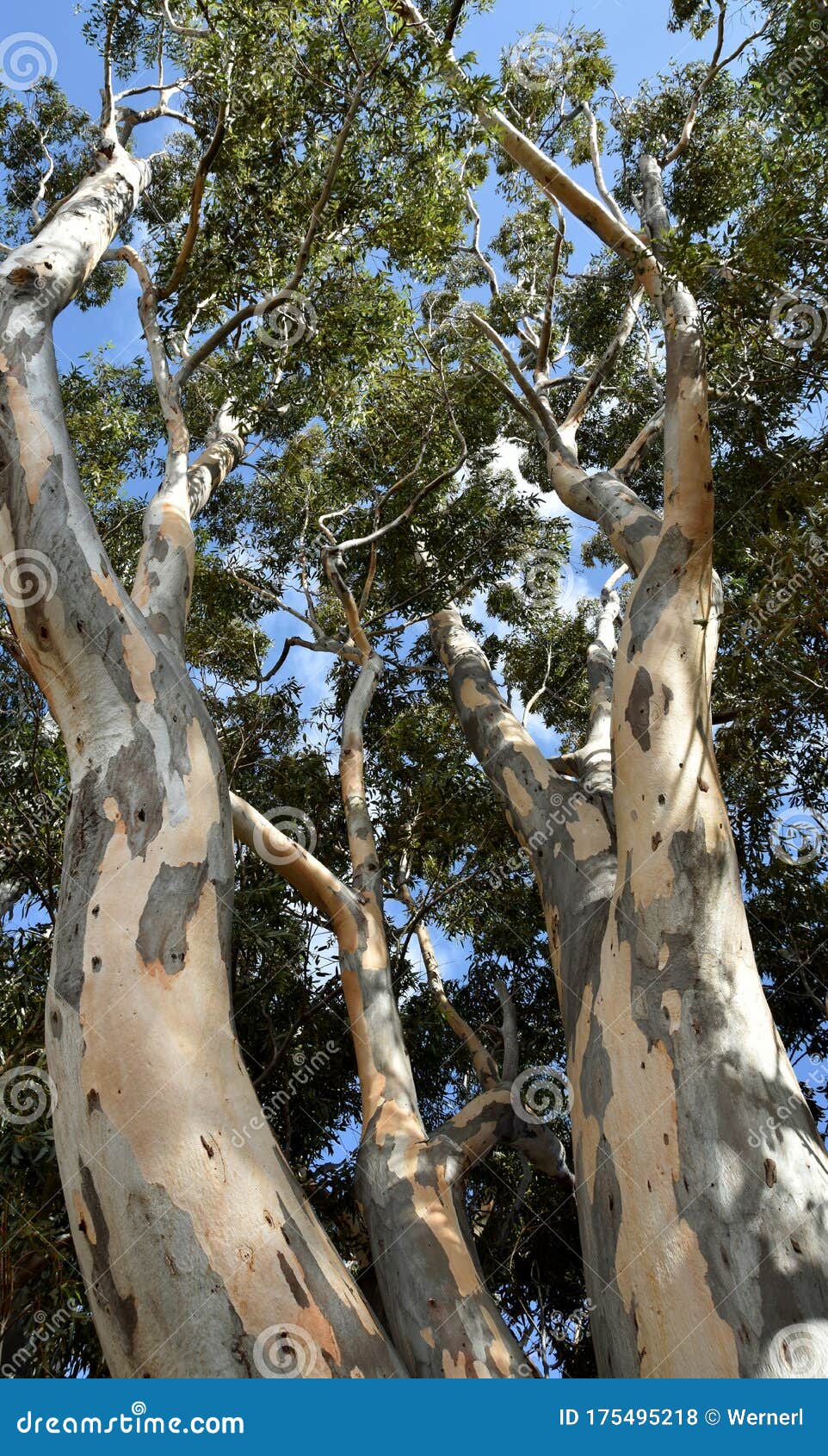 Blue gum trees stock photo. Image of light, background - 175495218