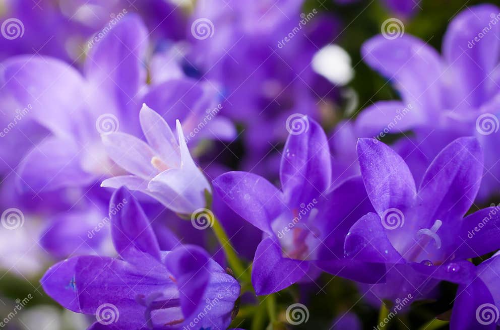 Blue Hand Bells with Dew Drops Stock Image - Image of floral ...