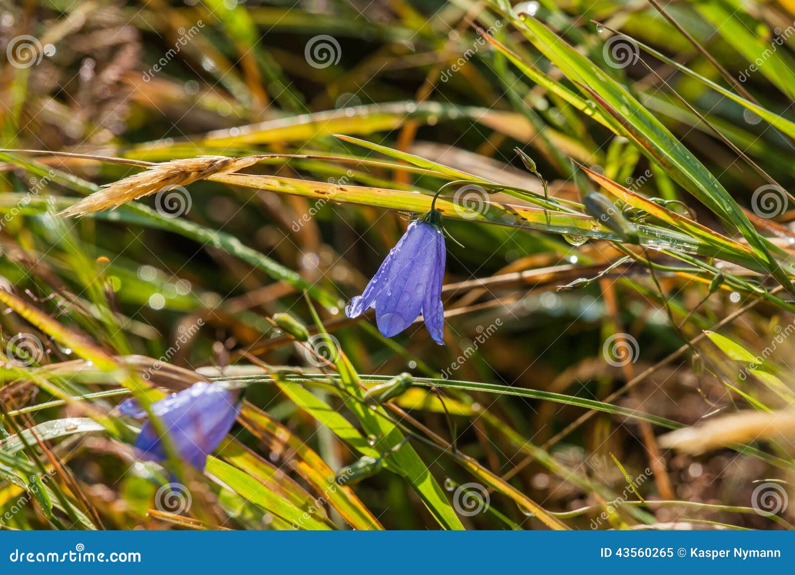 Blue harebell flower stock image. Image of drop, beautiful - 43560265
