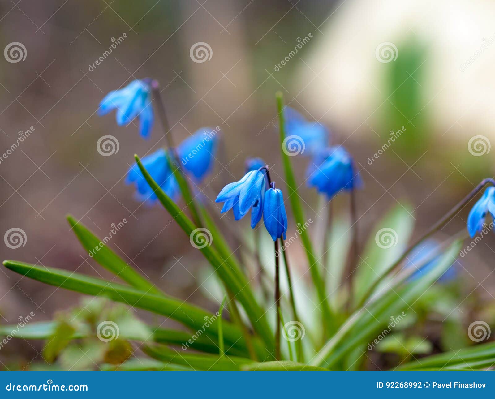 Blue harebell stock photo. Image of field, object, bluebell - 92268992