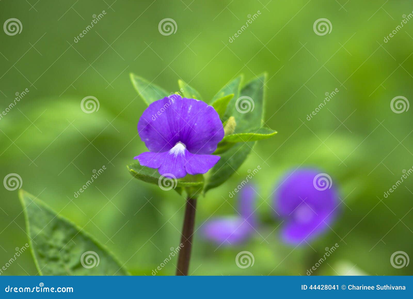Blue Hawaii flower stock image. Image of purple, garden - 44428041