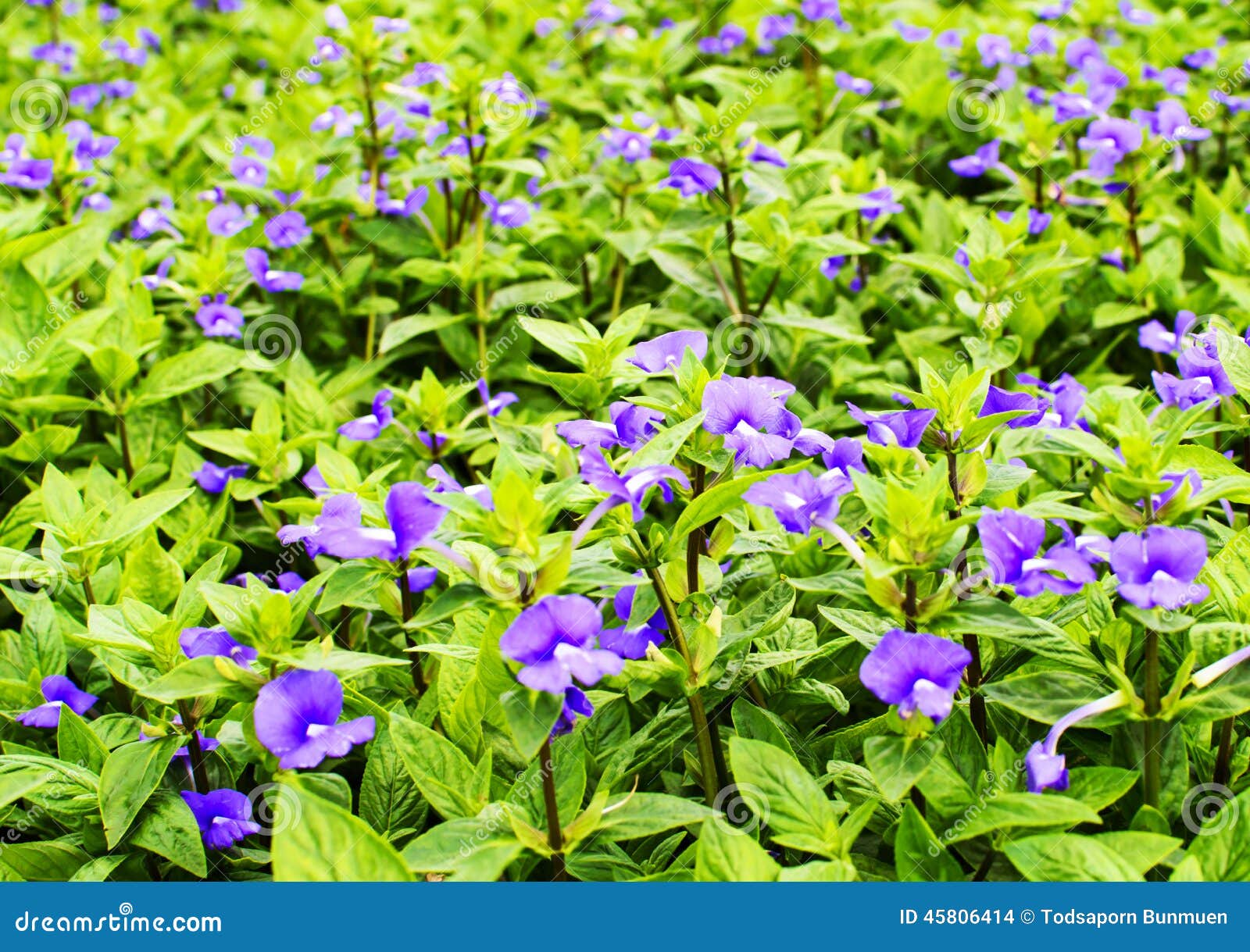 Blue Hawaii flower stock photo. Image of macro, green - 45806414