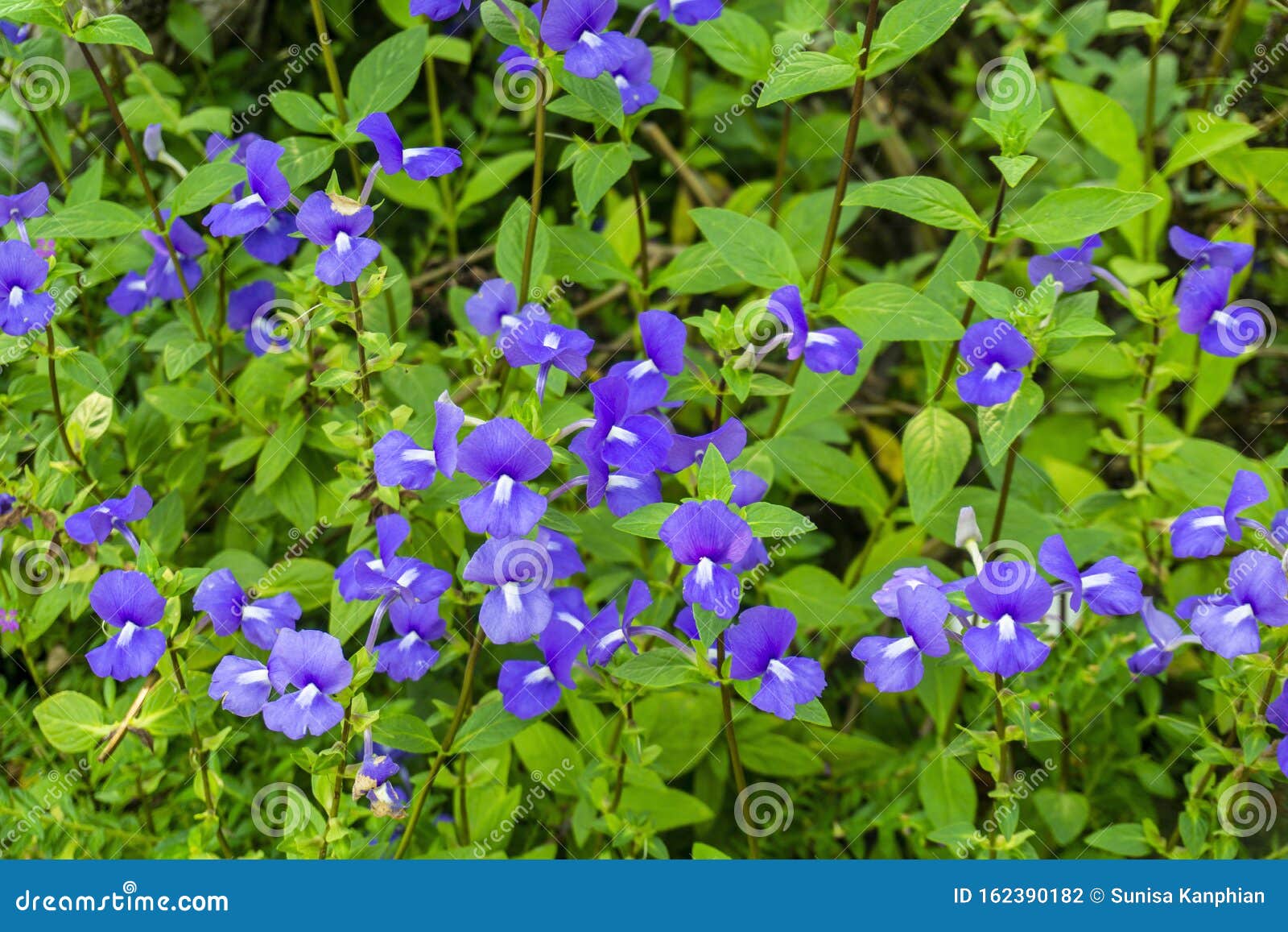 Blue Hawaii Flowers and Green Leaf in Garden Stock Photo - Image of ...