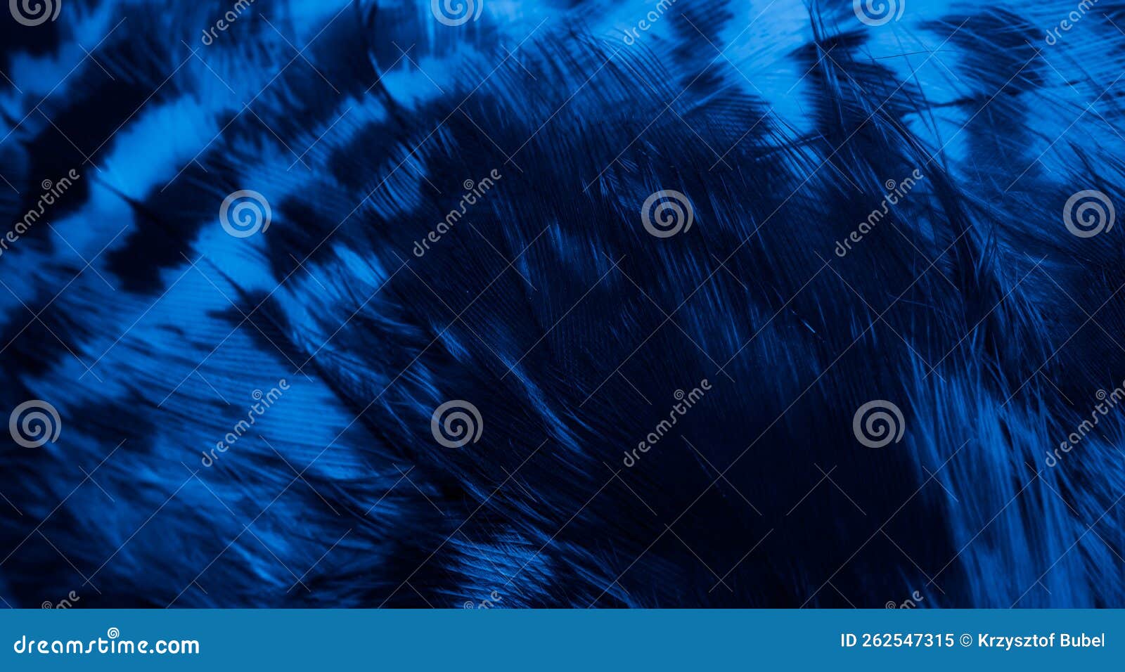 Blue Hawk Feathers with Visible Detail. Background or Texture Stock ...