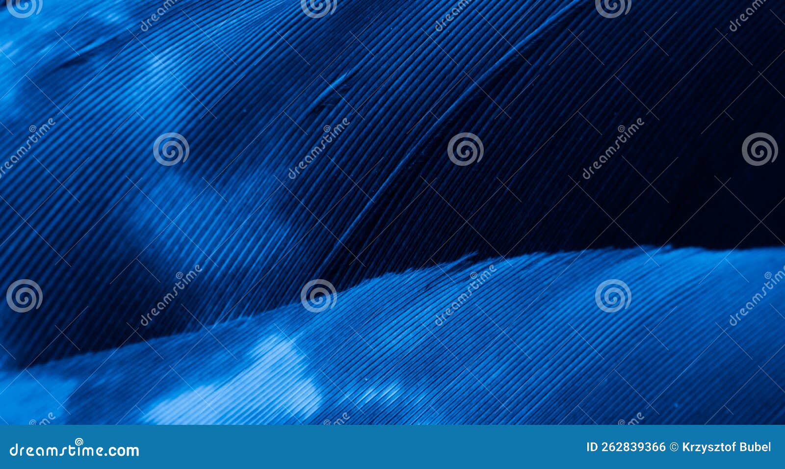 Blue Hawk Feathers with Visible Detail. Background or Texture Stock ...