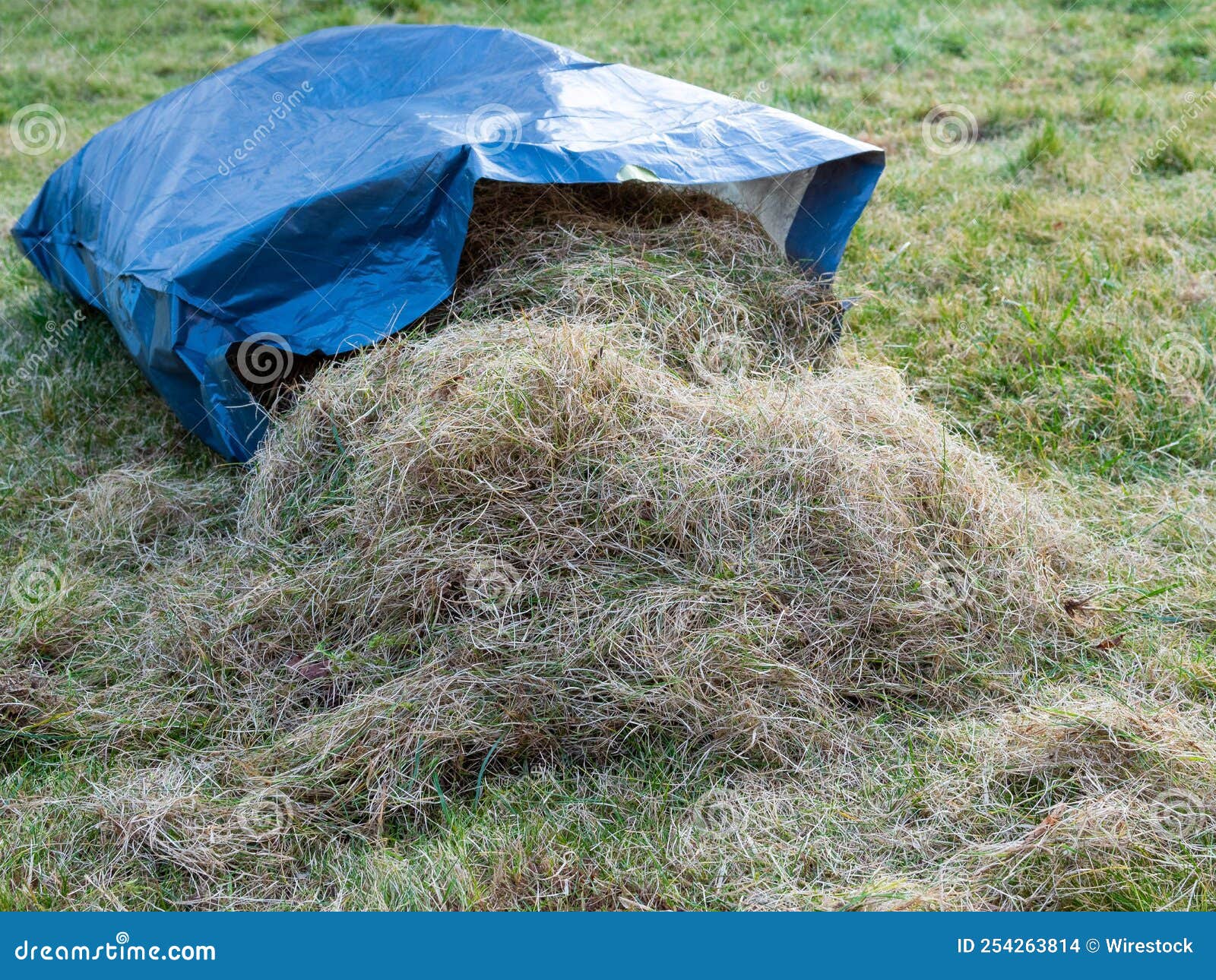Blue hay bag in the field stock photo. Image of outdoors - 254263814