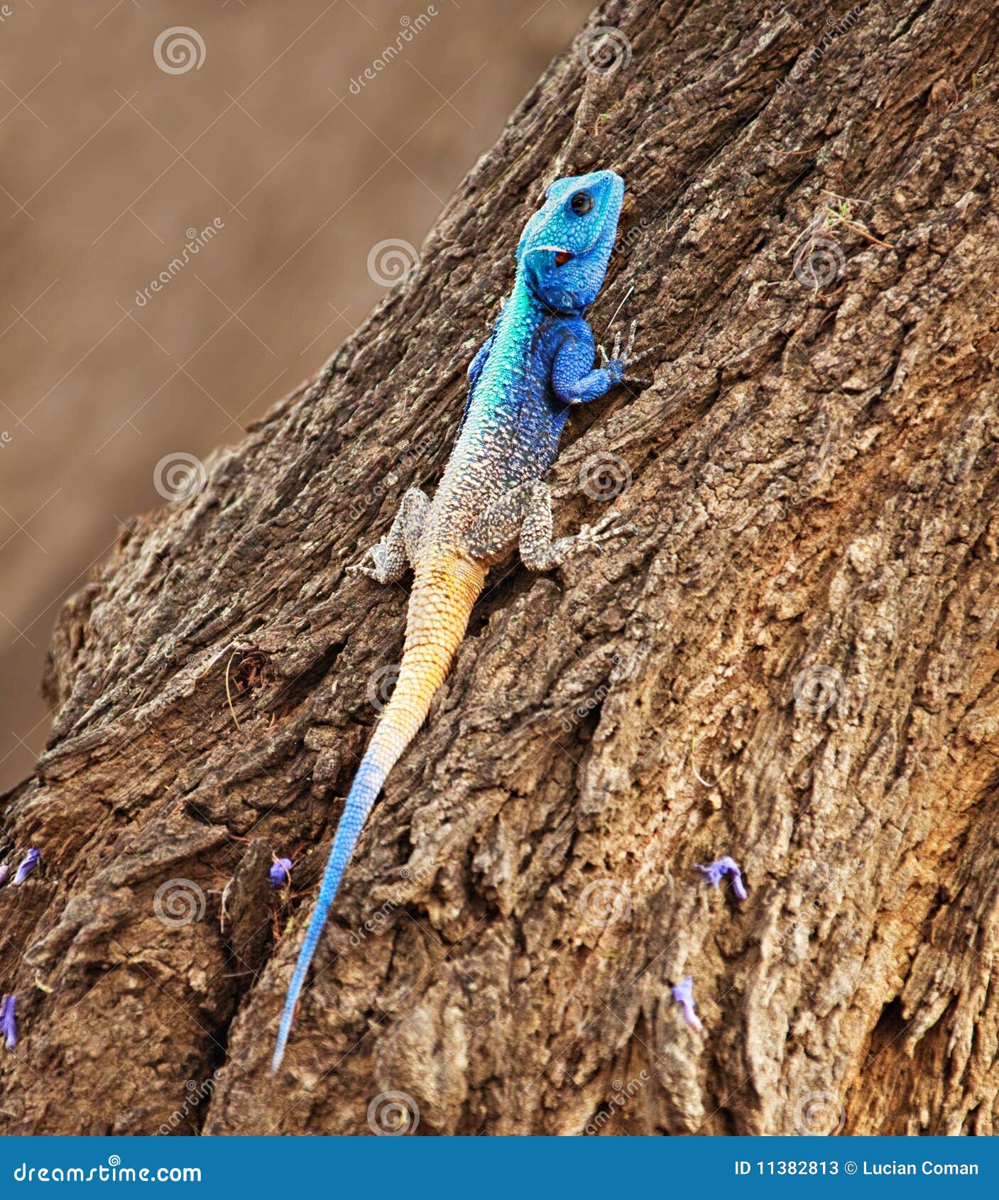 Blue Head Agama lizard stock image. Image of bright, lizard - 11382813