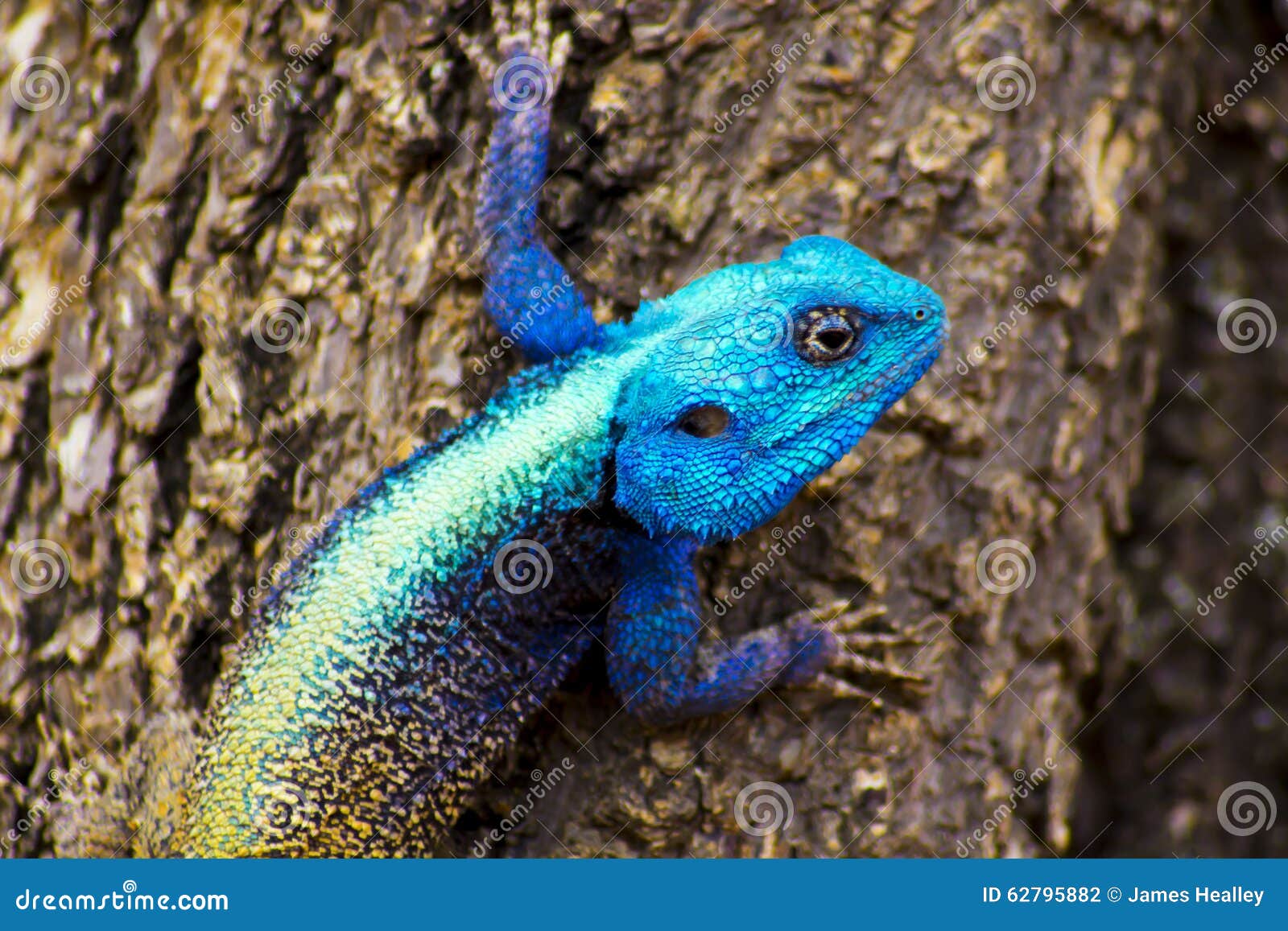 Blue head agama lizard stock photo. Image of national - 62795882