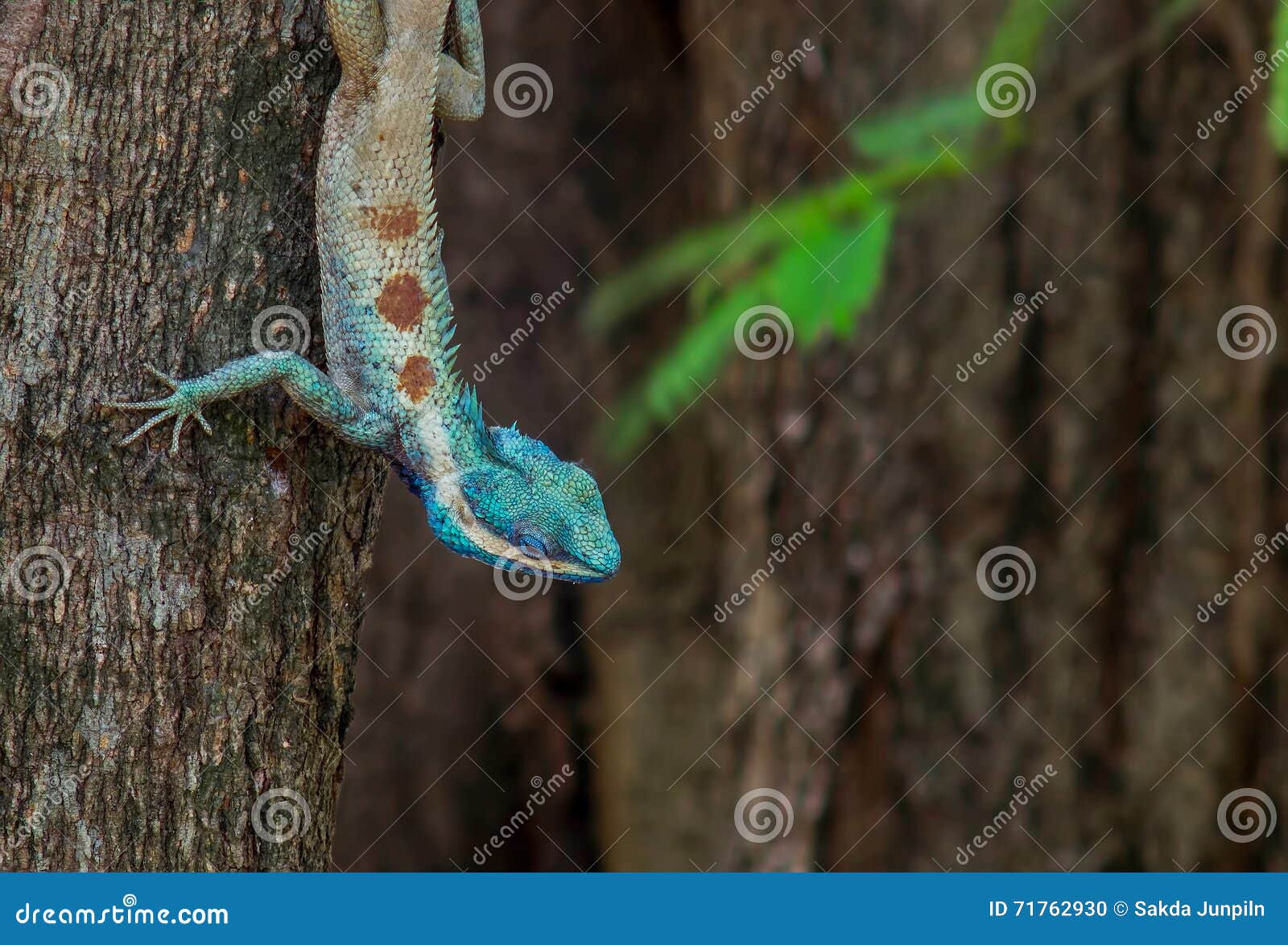 Blue head tree lizard stock photo. Image of green, lizard - 71762930