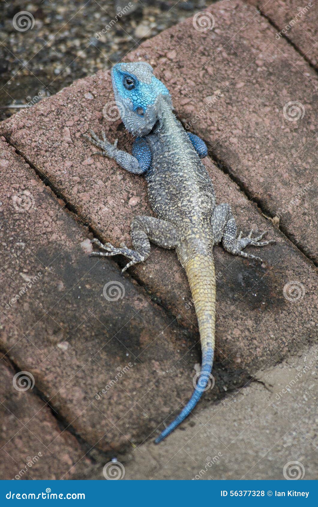 Blue Headed Agama (koggelmander) Stock Photo - Image of headed, park ...