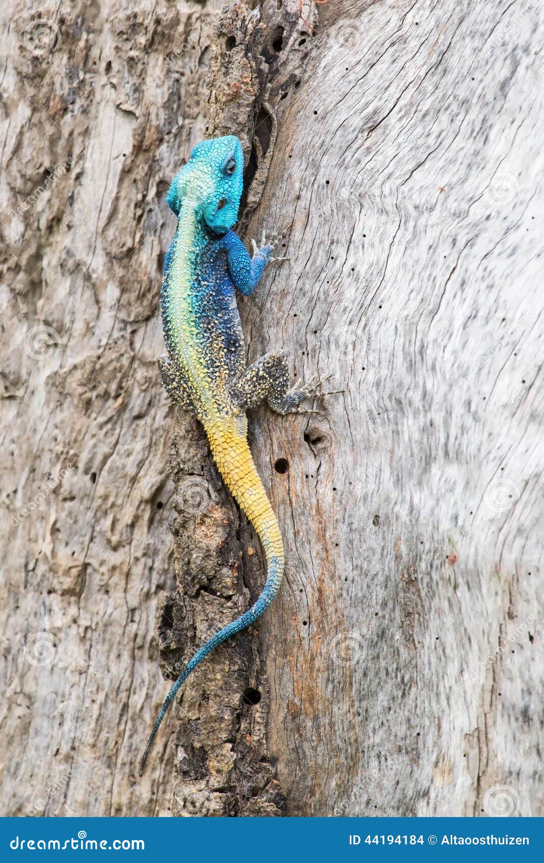 Blue Headed Agama Lizard Sitting on Side of a Tree Baking in the Stock ...