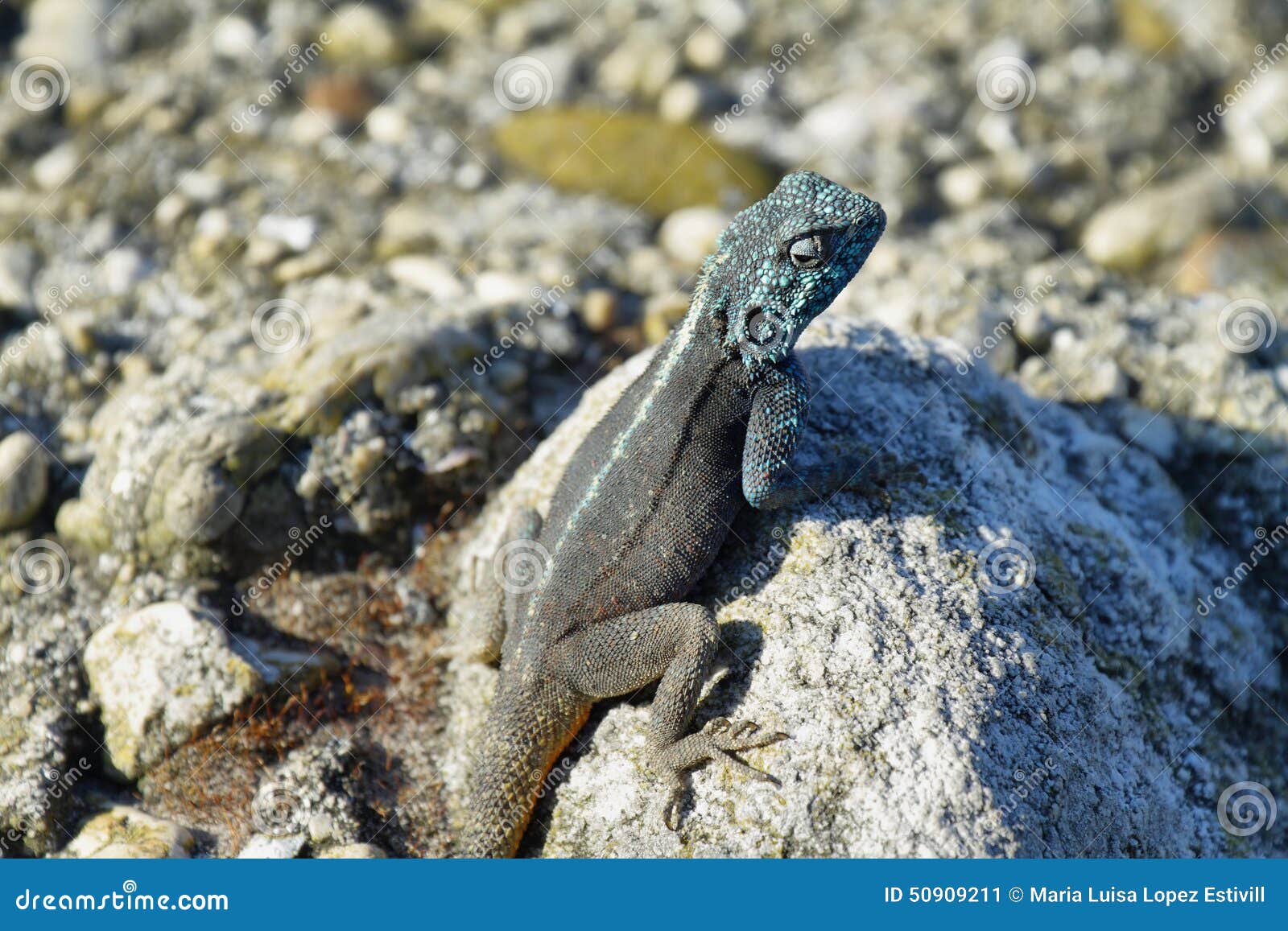 Blue-headed agama lizard stock image. Image of south - 50909211