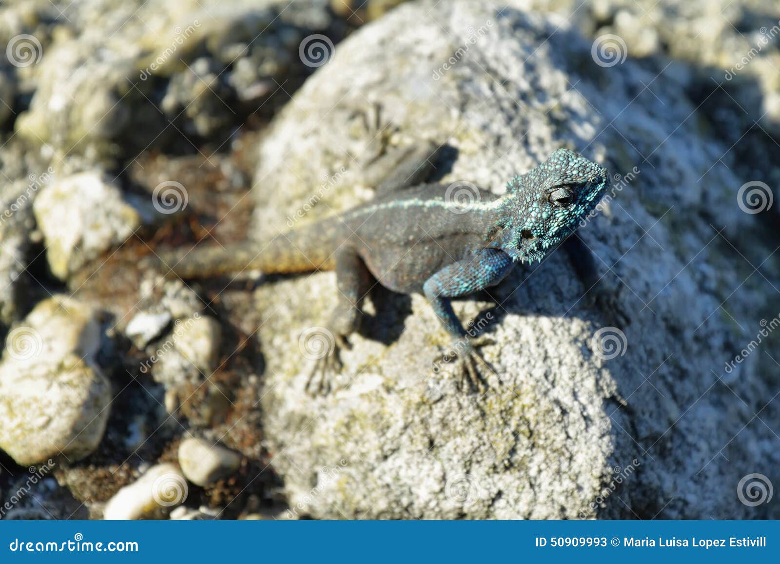 Blue-headed agama lizard stock image. Image of carnivorous - 50909993