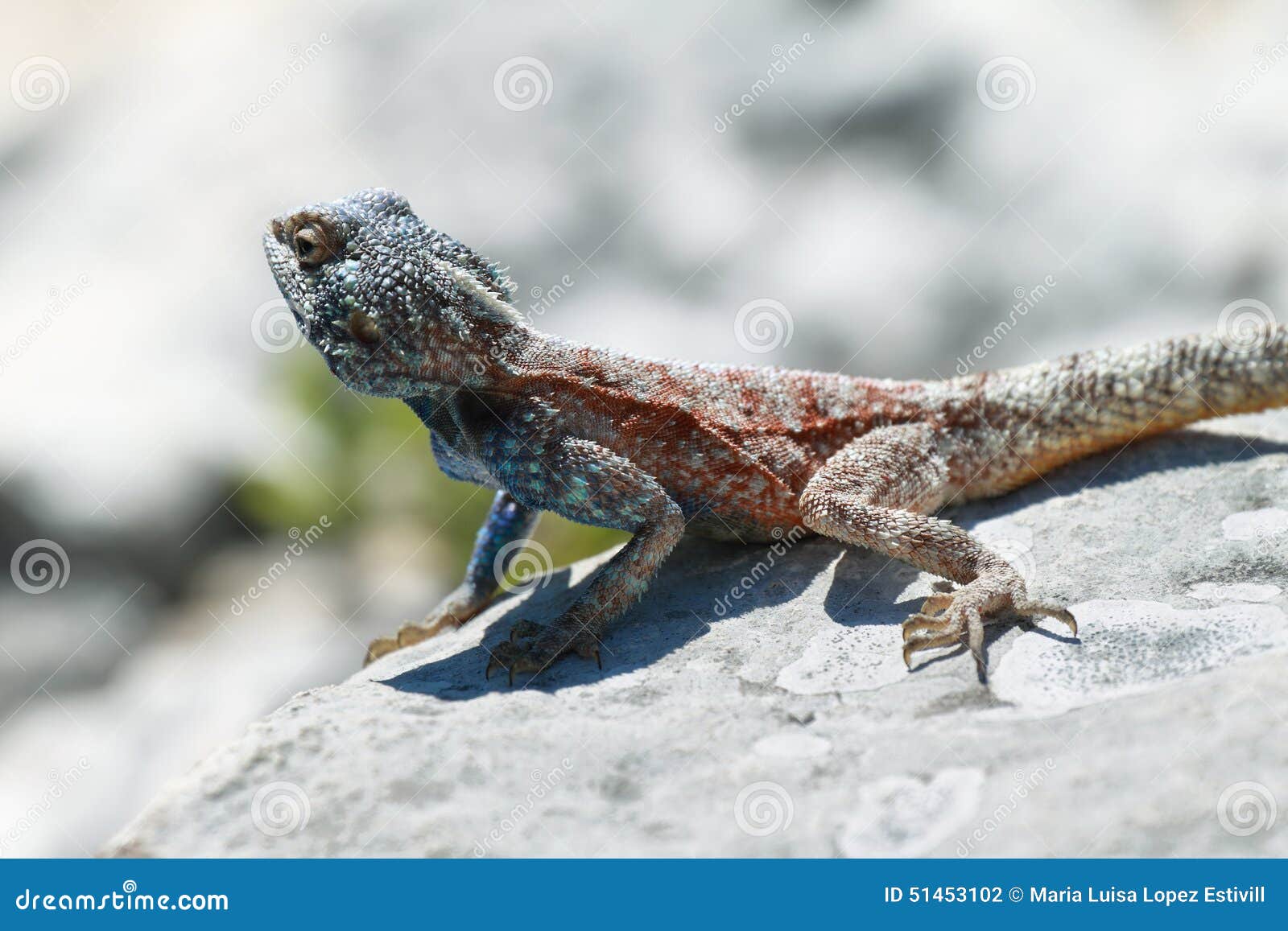 Blue-headed agama lizard stock photo. Image of closeup - 51453102