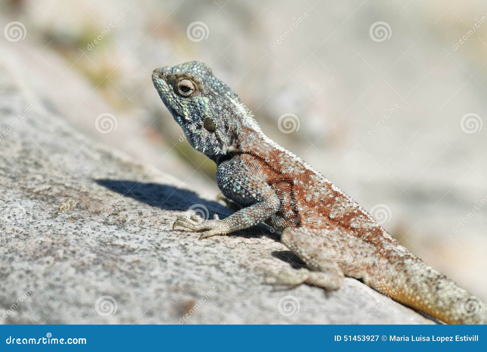 Blue-headed agama lizard stock image. Image of color - 51453927
