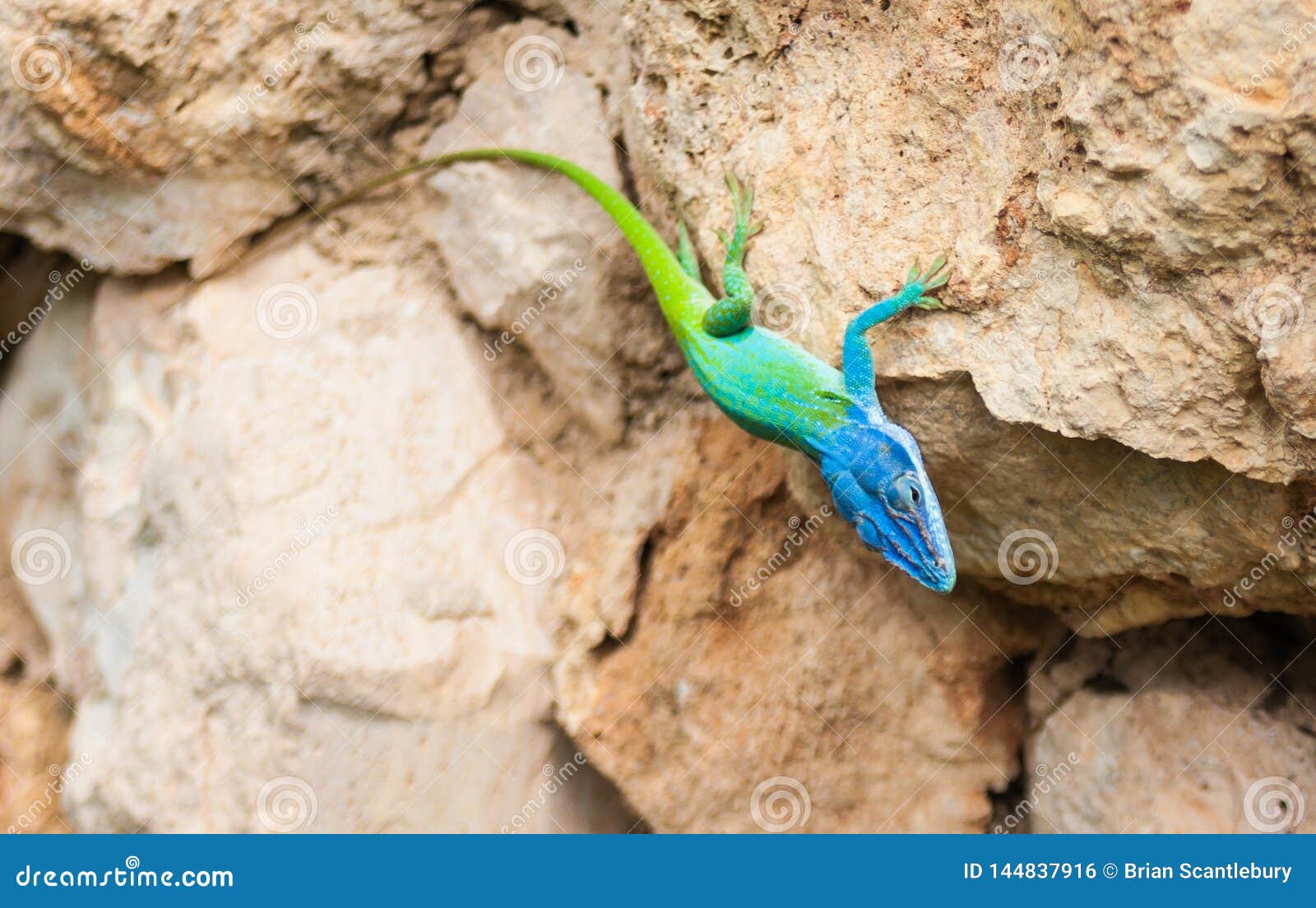 Blue headed anole lizard stock photo. Image of head - 144837916