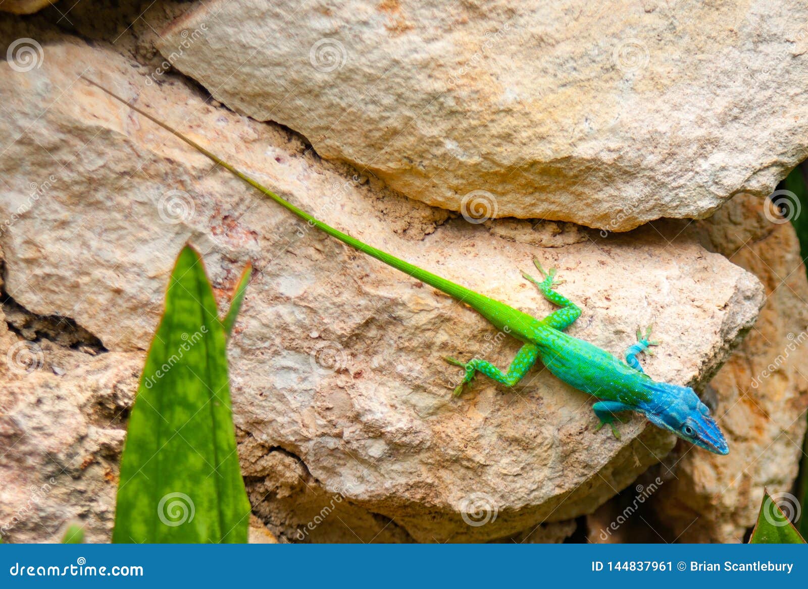 Green And Blue Lizards