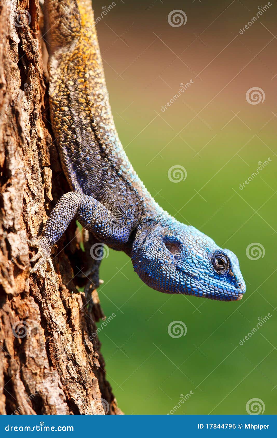 Blue Headed Lizard stock photo. Image of colours, tree - 17844796