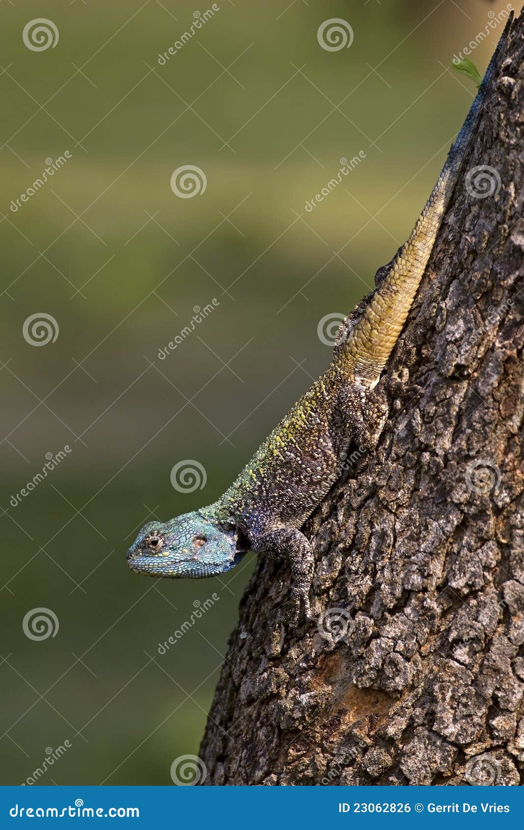 Blue Headed Lizard stock photo. Image of animal, unspoiled - 23062826