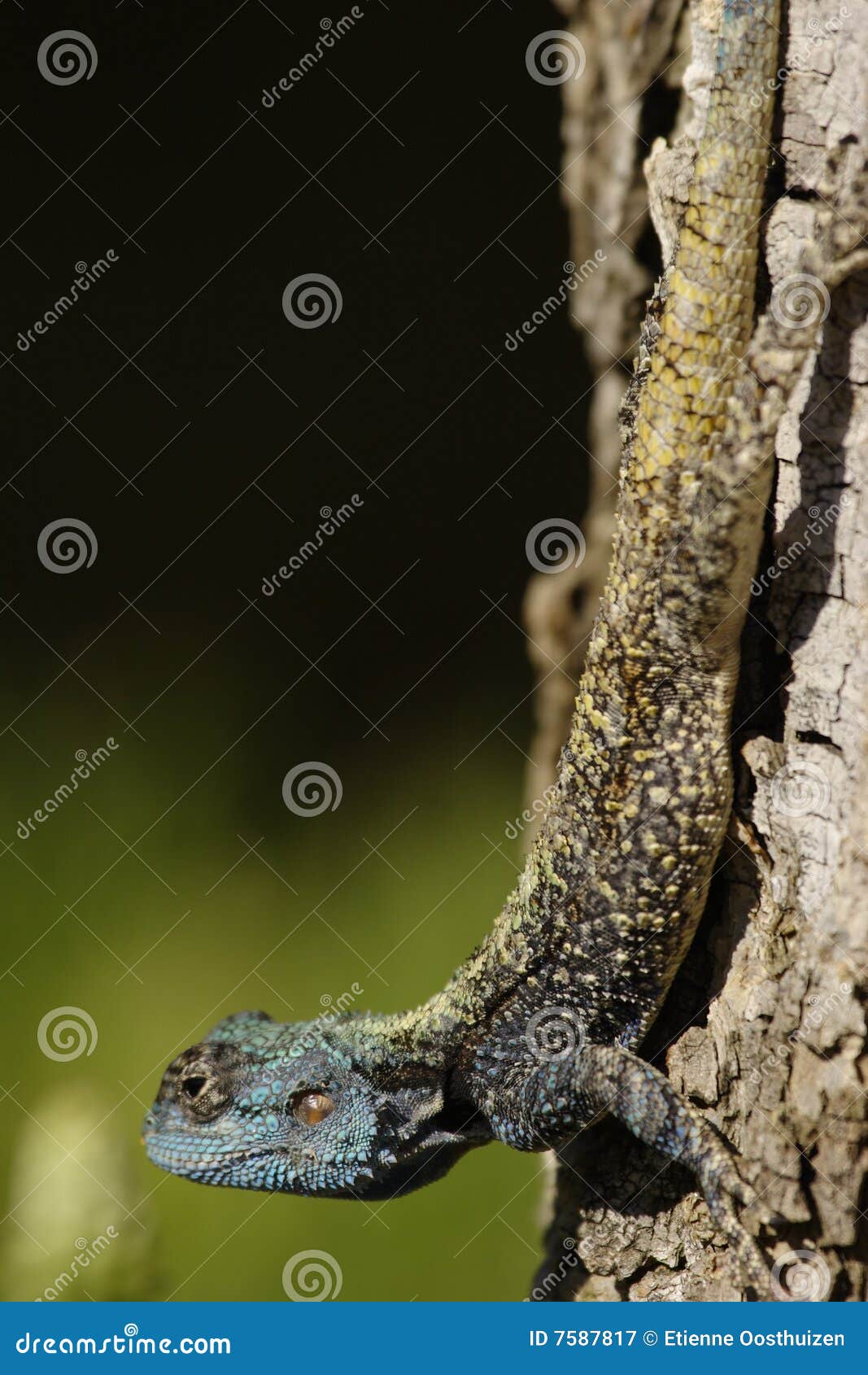 Blue headed lizard stock image. Image of scale, single - 7587817