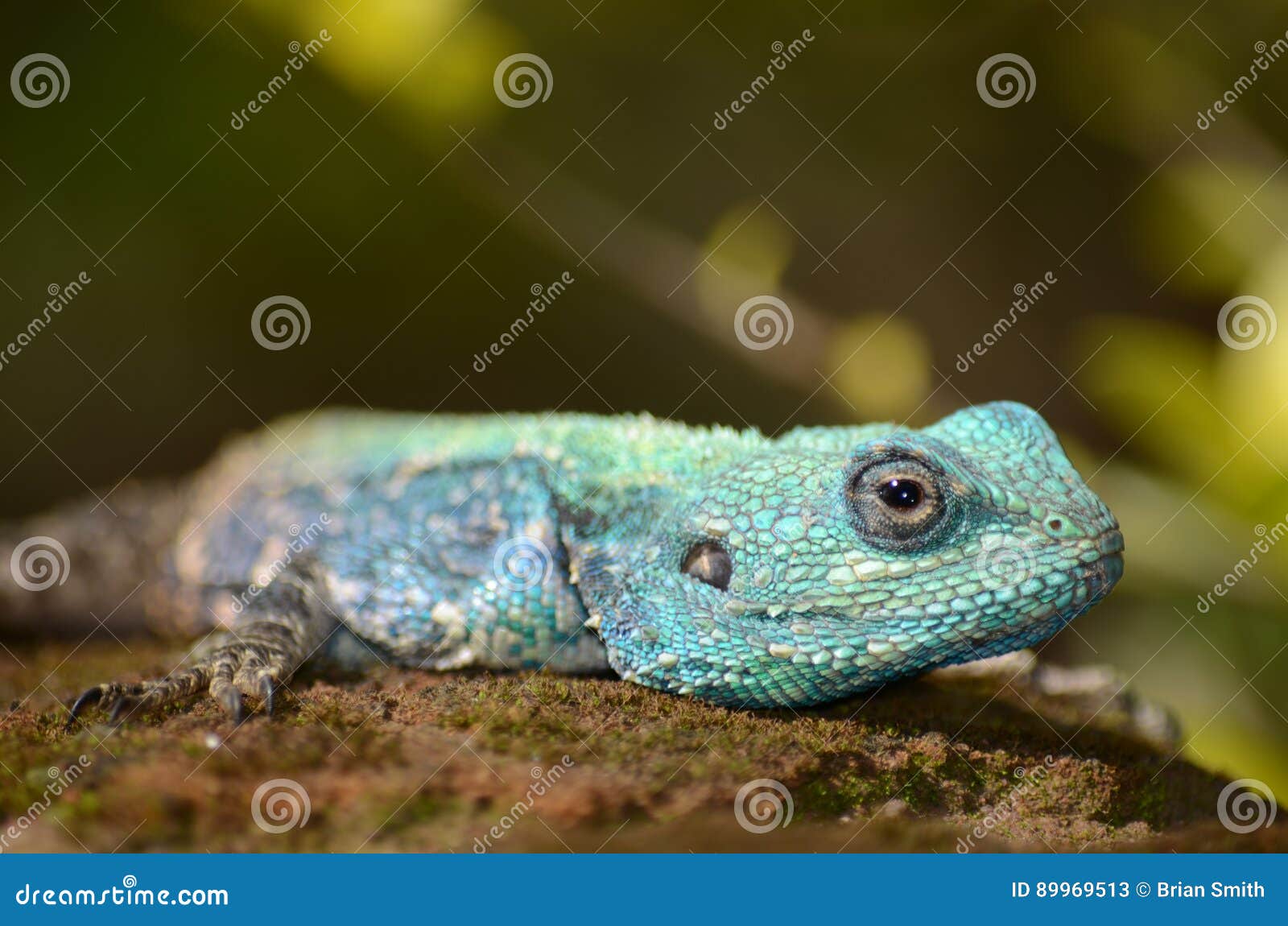 A blue headed lizard stock image. Image of lizard, focus - 89969513
