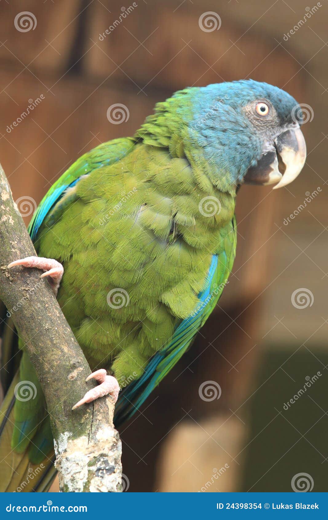 Blue Headed Parrot, Also Blue Headed Pionus, Pionus Menstruus, Sitting ...