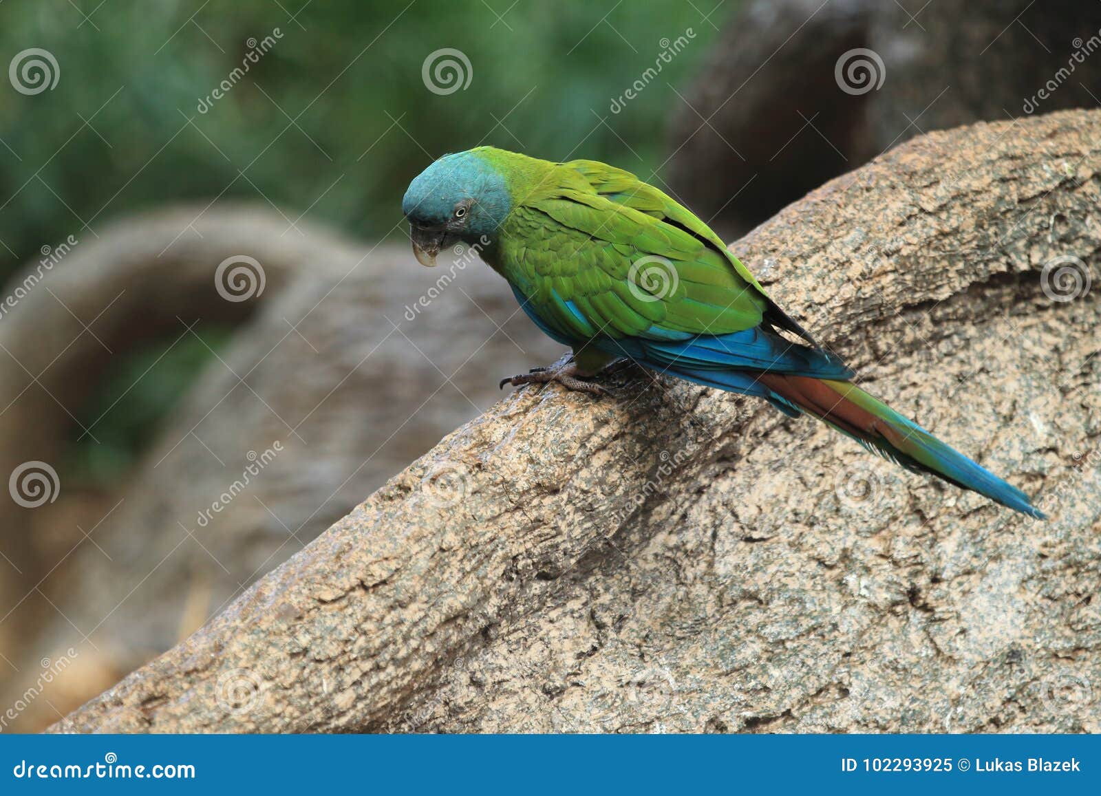 Blue-headed Parrot, Also Known As The Blue-headed Pionus Pionus ...