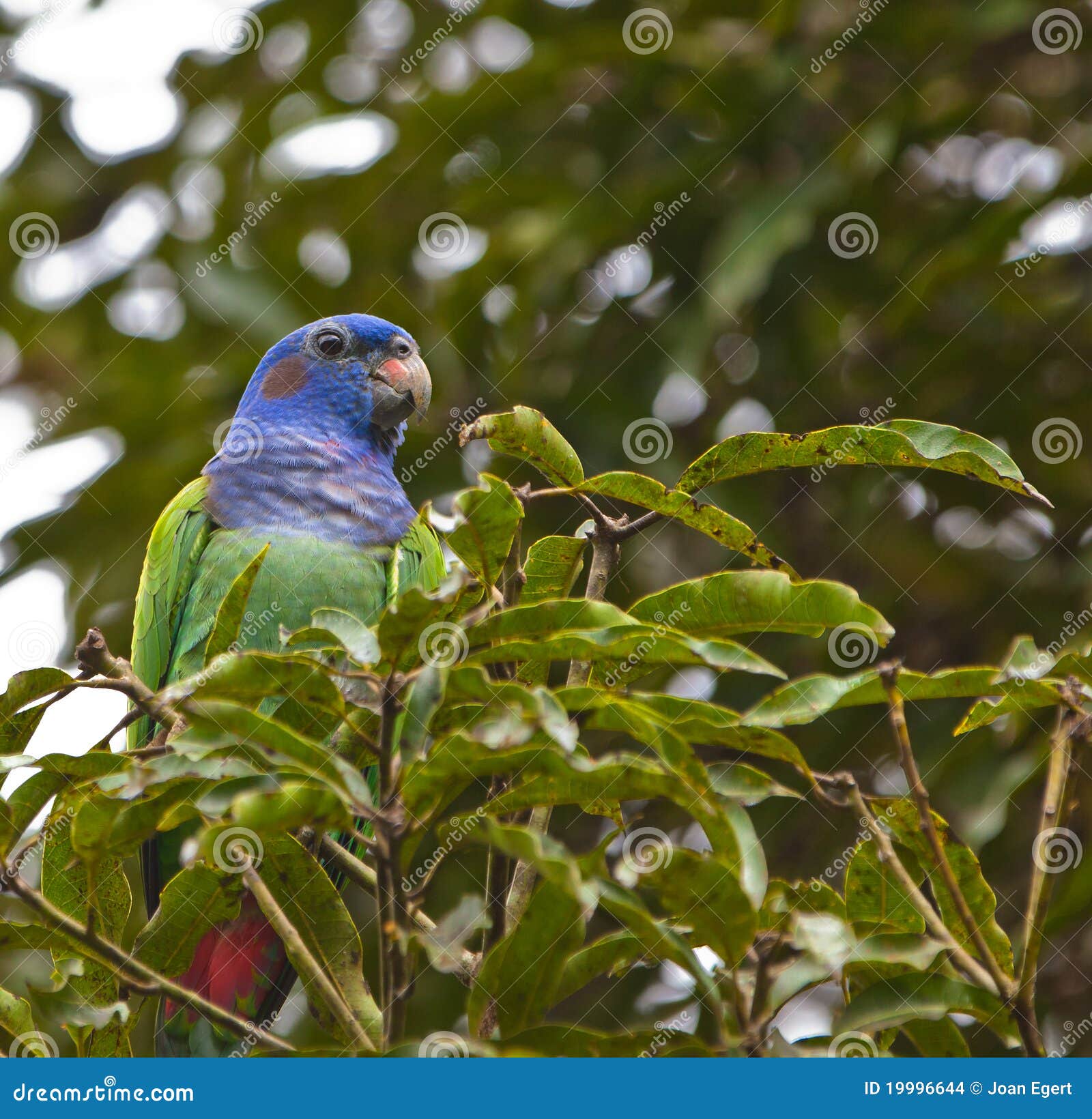 The Blue-headed ParrotÂ´s Look Stock Photo - Image of cloud, colour ...