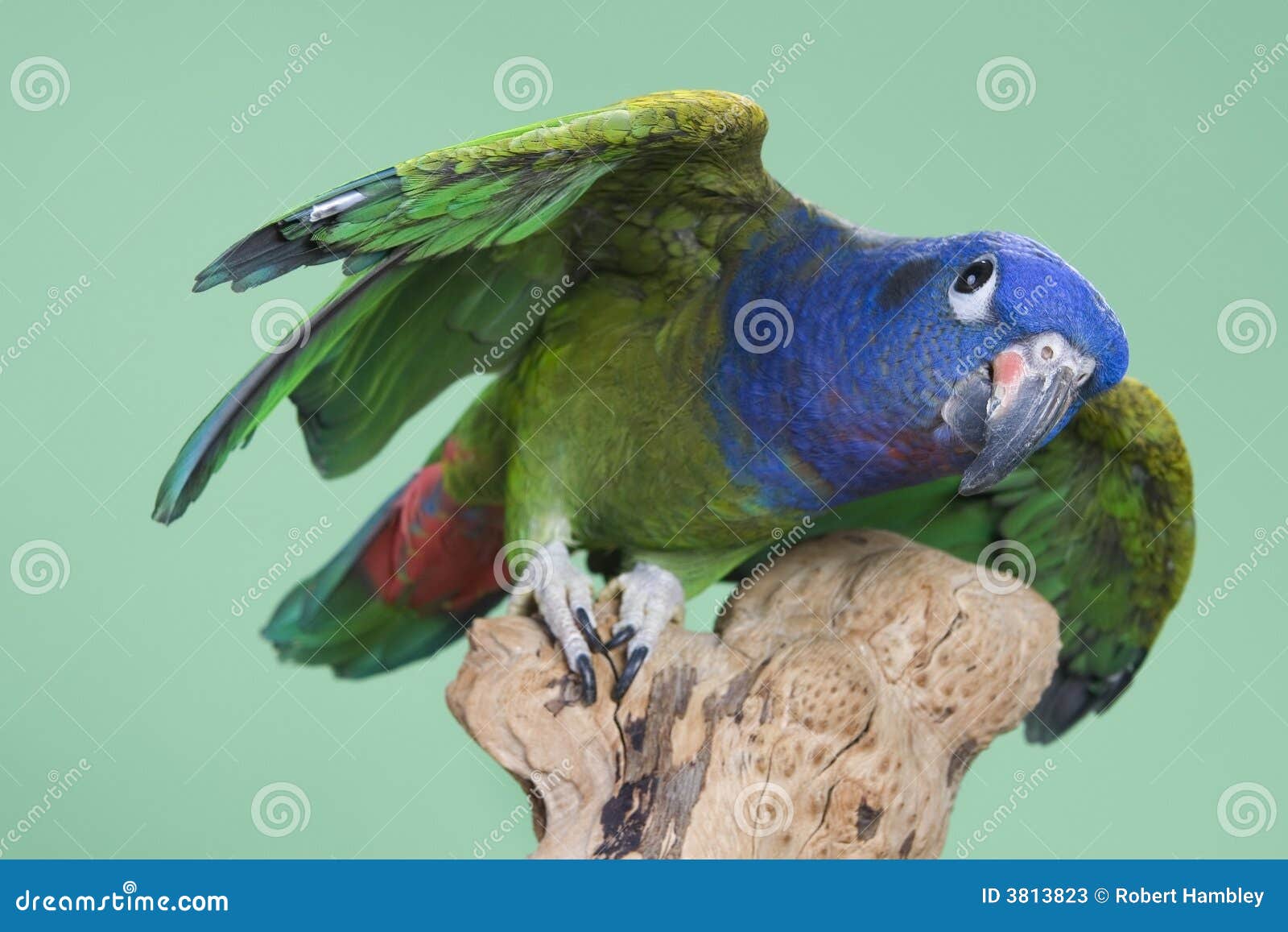 Blue Headed Pionus stock image. Image of blue, bird, perch - 3813823