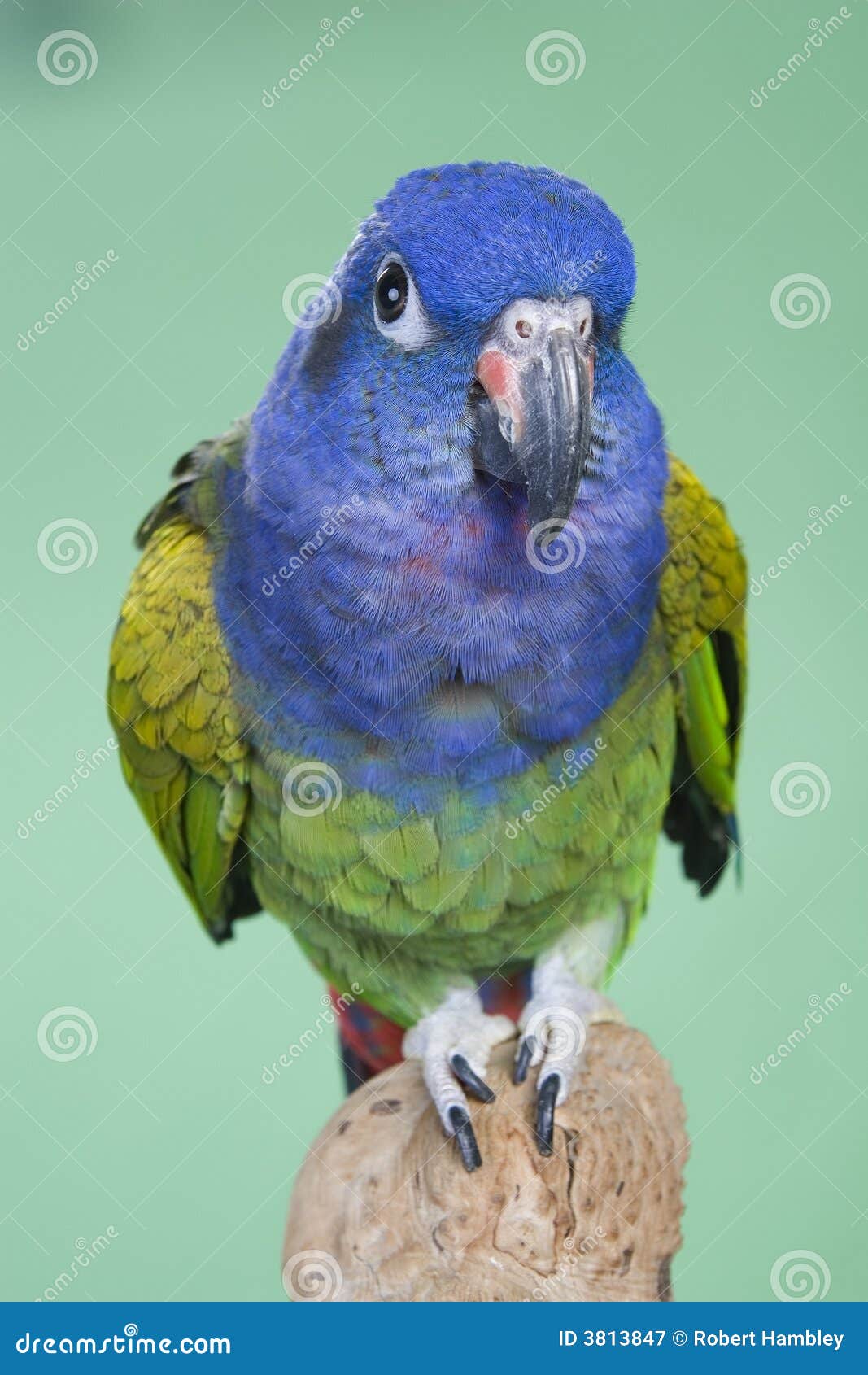 Blue Headed Parrot, Also Blue Headed Pionus, Pionus Menstruus, Sitting ...