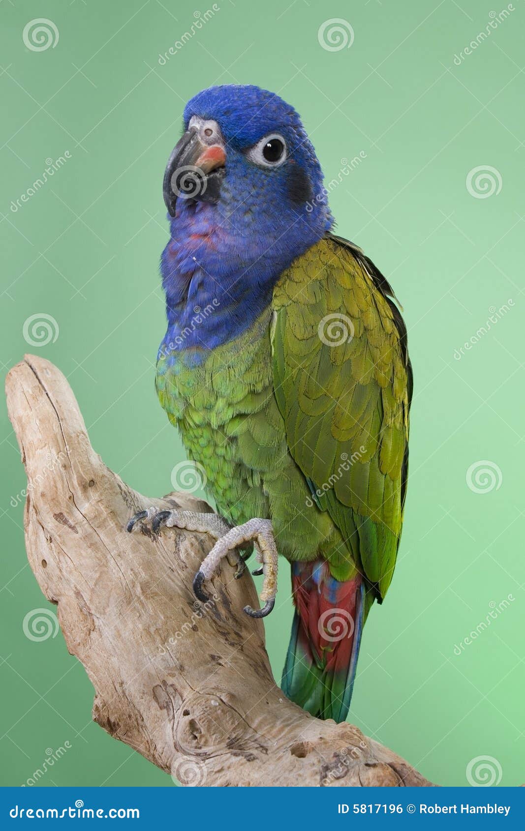Blue Headed Parrot, Also Blue Headed Pionus, Pionus Menstruus, Sitting ...