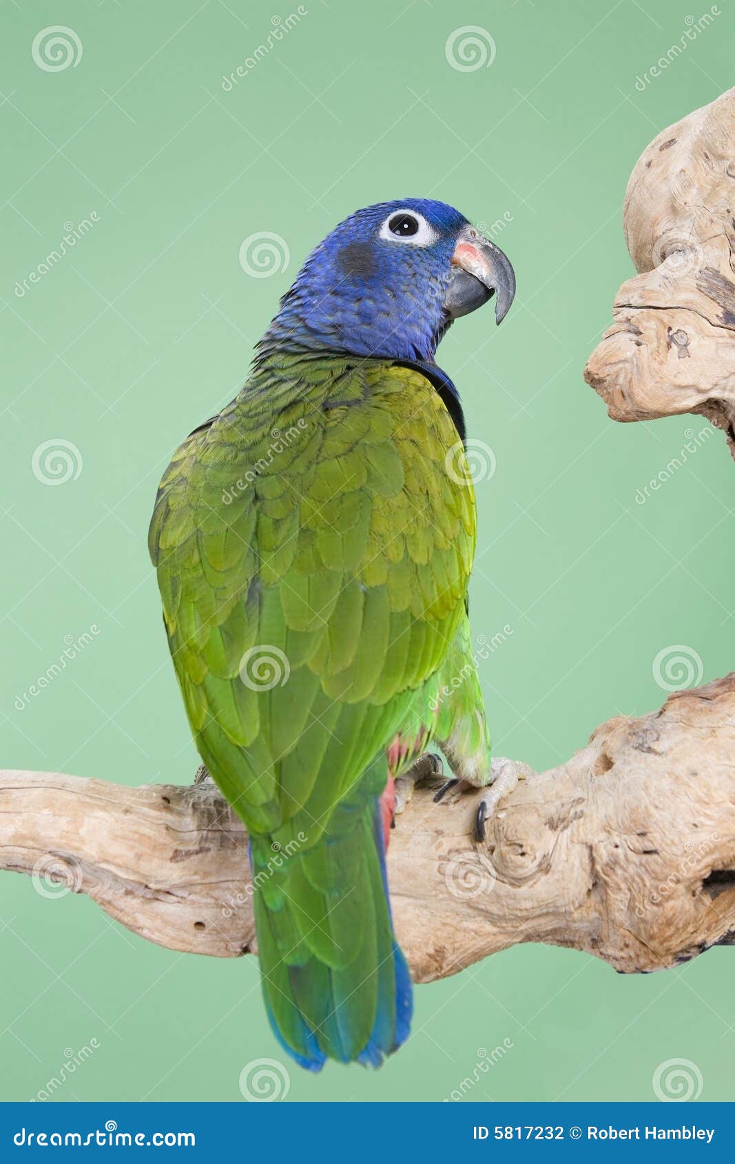 Blue-headed Pionus stock photo. Image of bird, parrot - 5817232